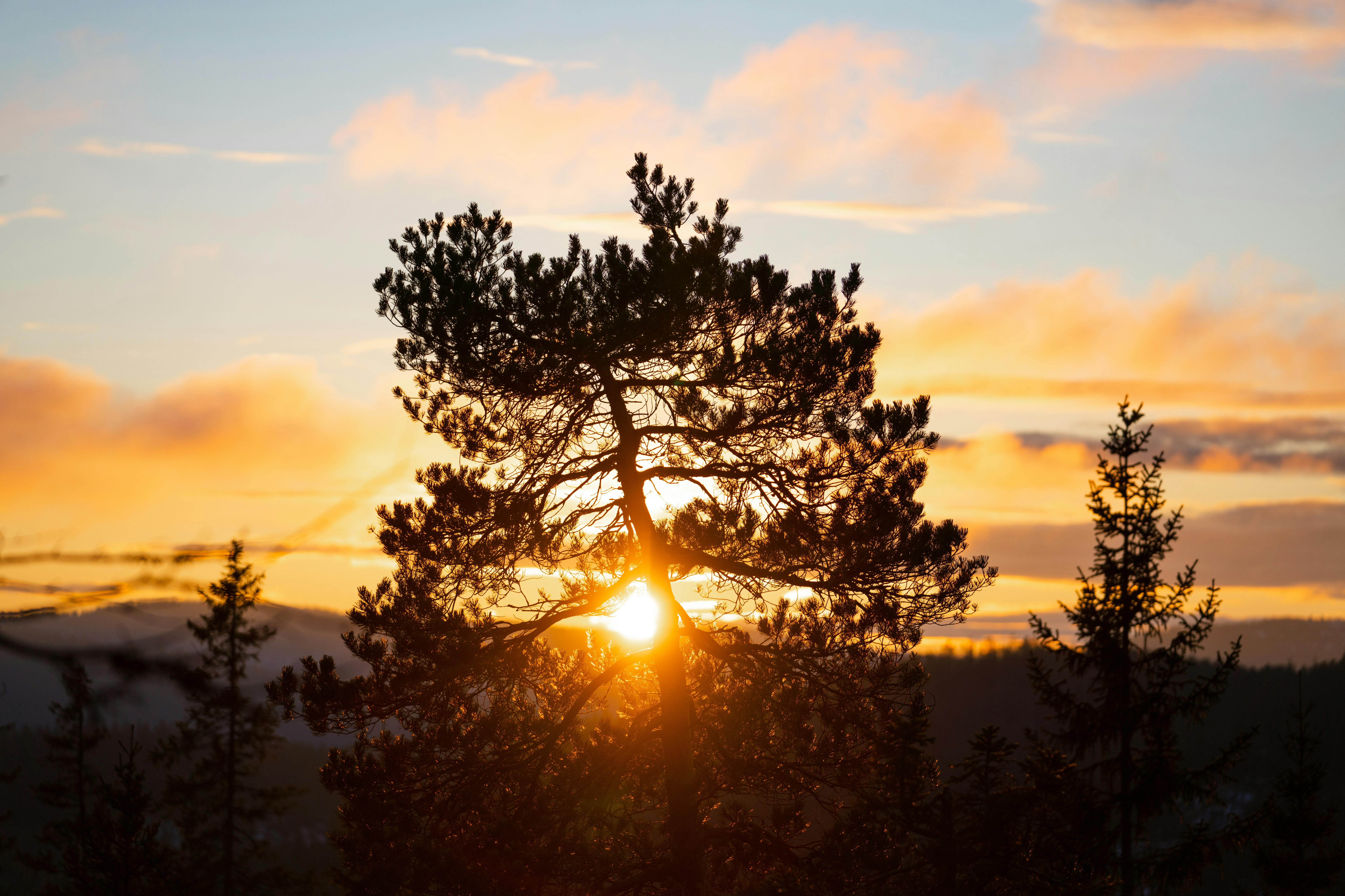 Sun Shining through Tree Branches · Free Stock Photo