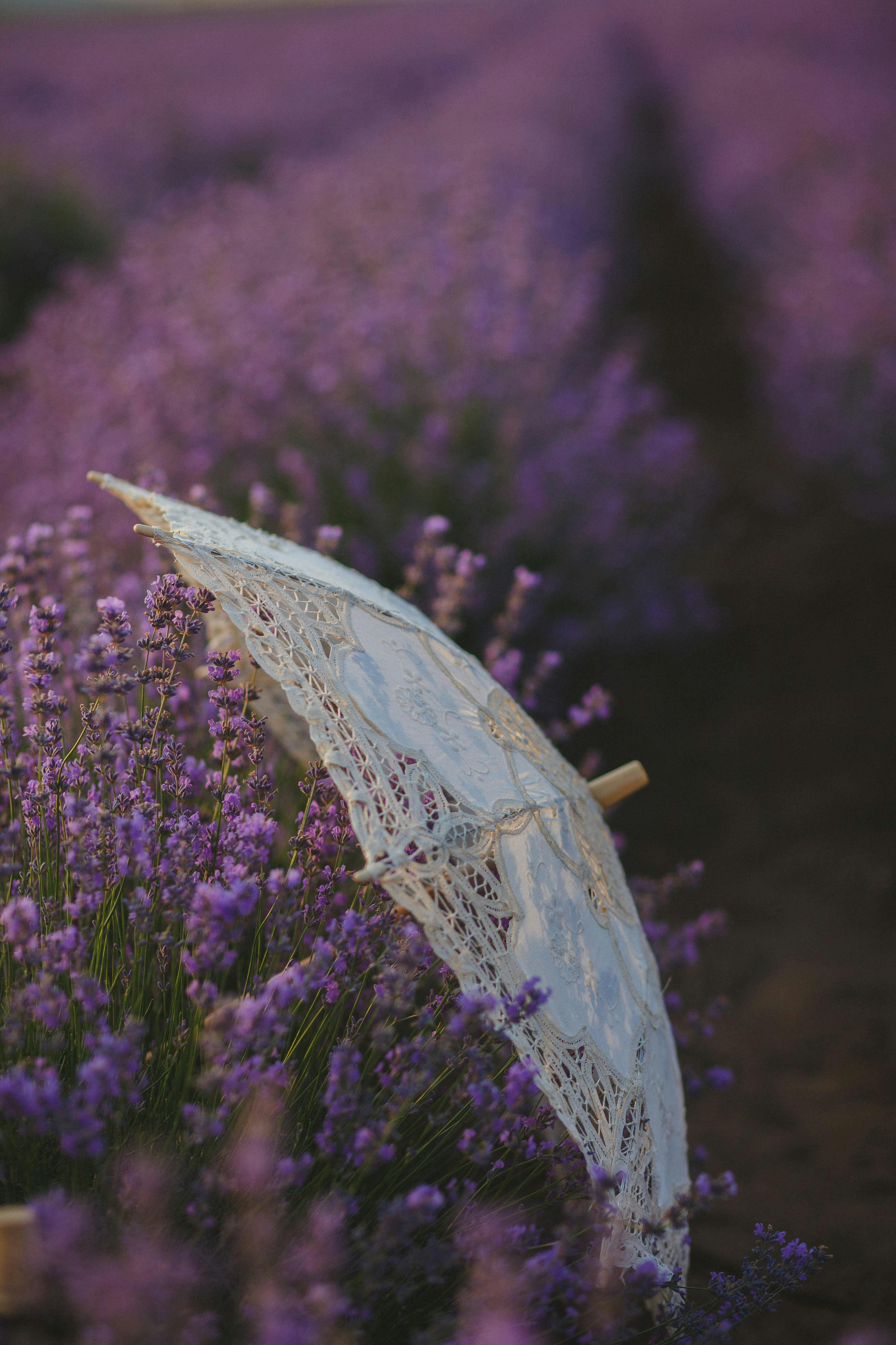 168.635+ Fotos y Imágenes de Lavanda en flor Gratis · Banco de Fotos Gratis