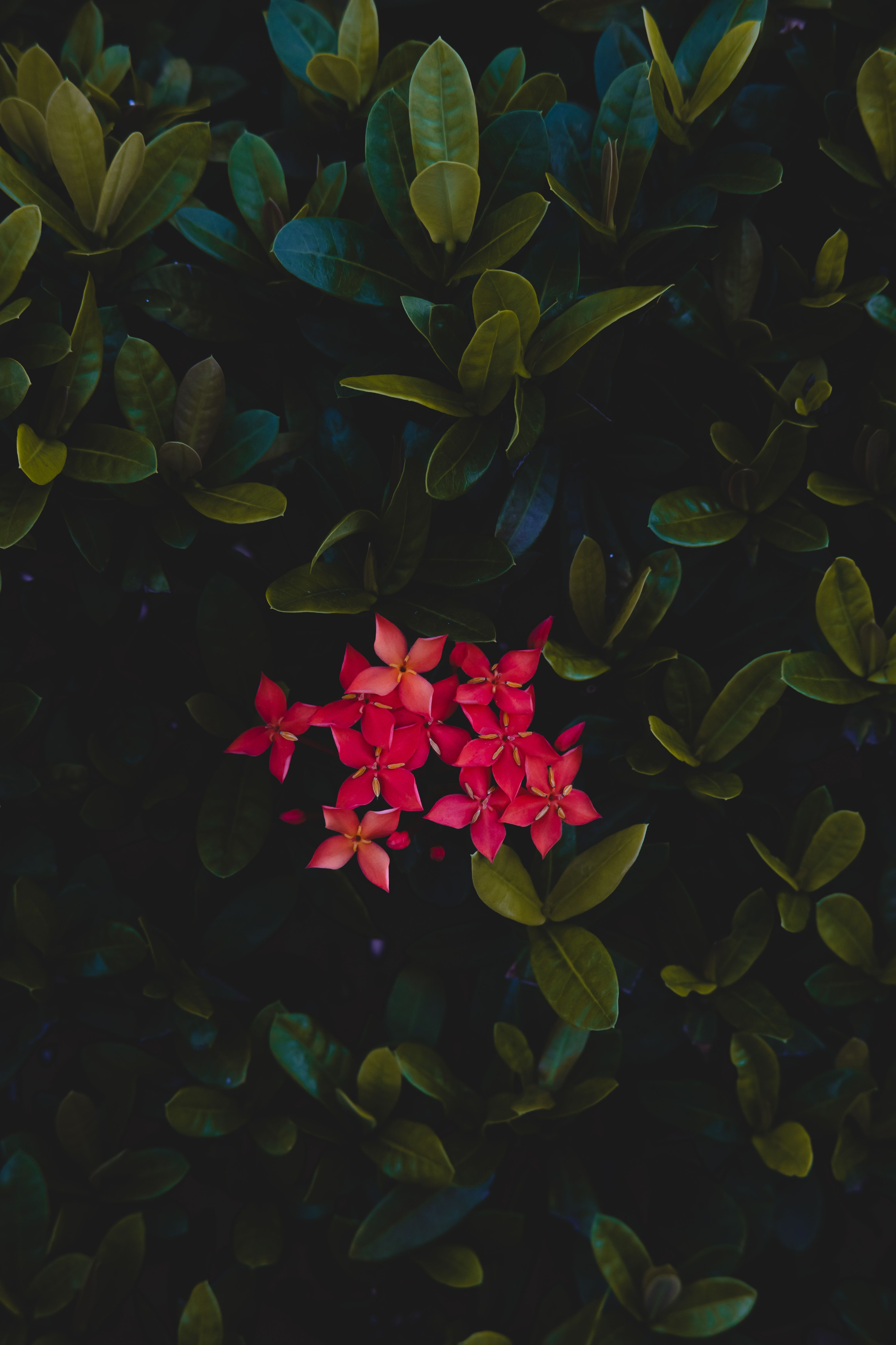 Close-Up Photograph of Pink Flowers Near Green Leaves · Free Stock Photo