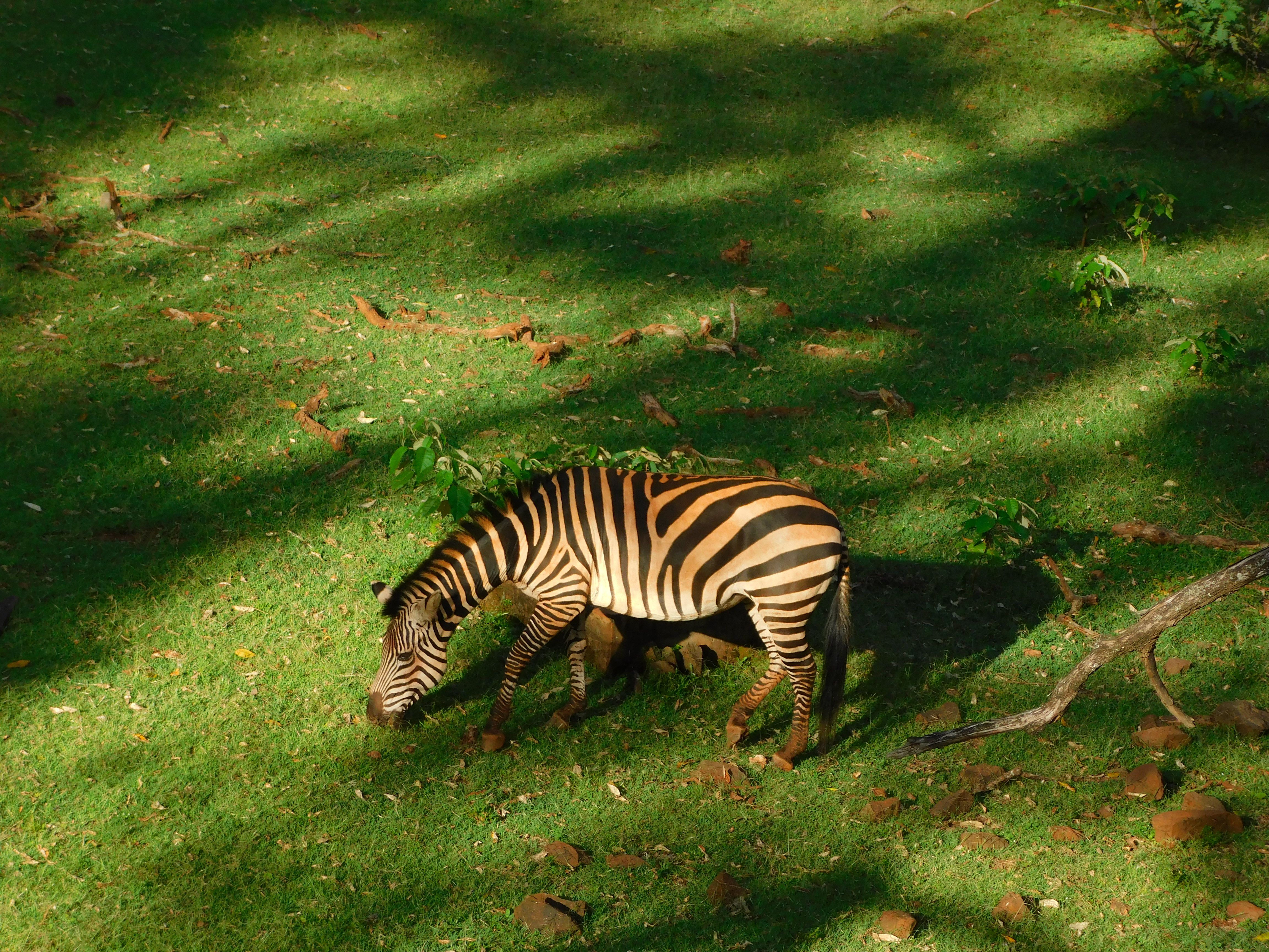 Photograph of a Zebra on Green Grass · Free Stock Photo