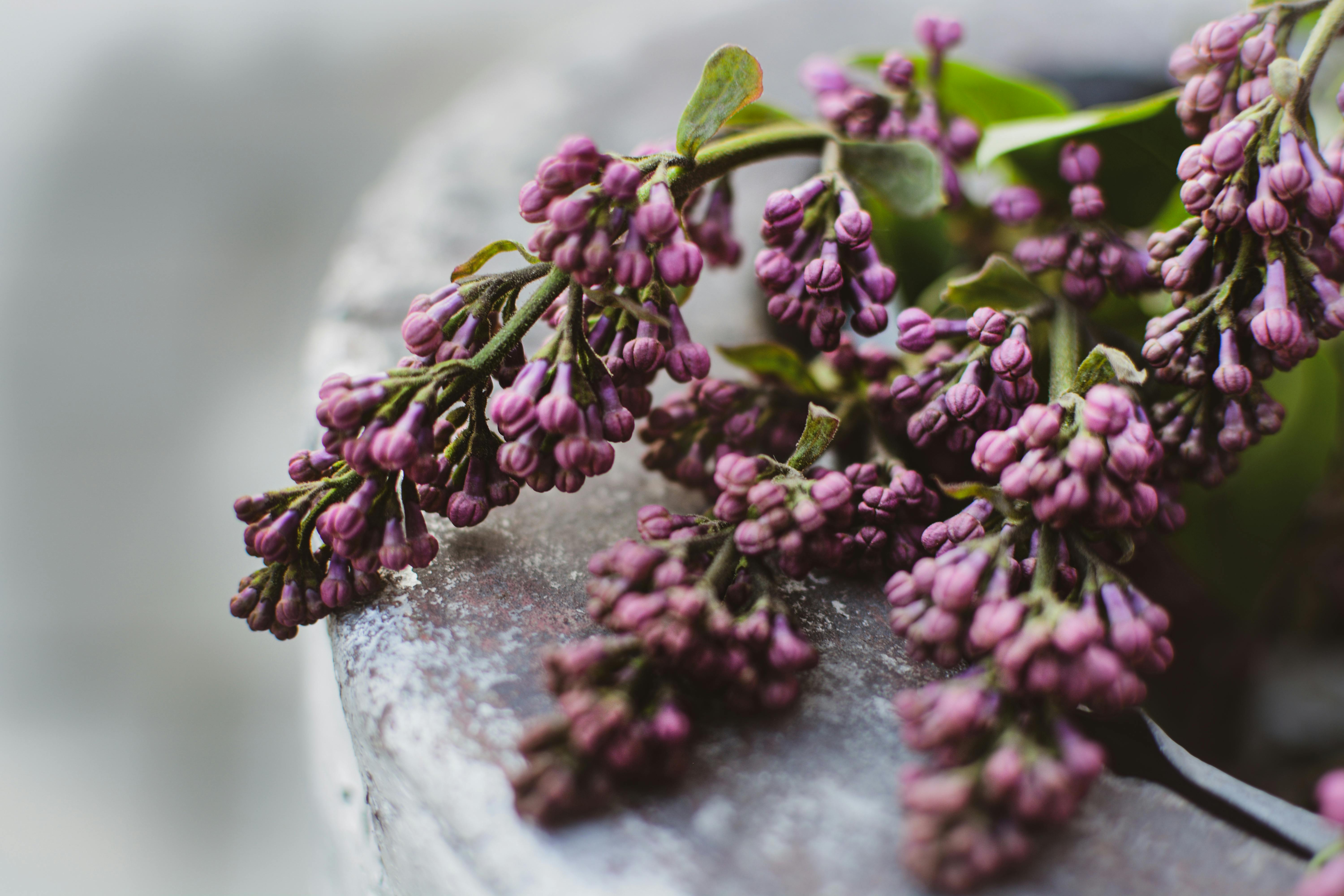 Close-Up Photo of Lilac Buds · Free Stock Photo