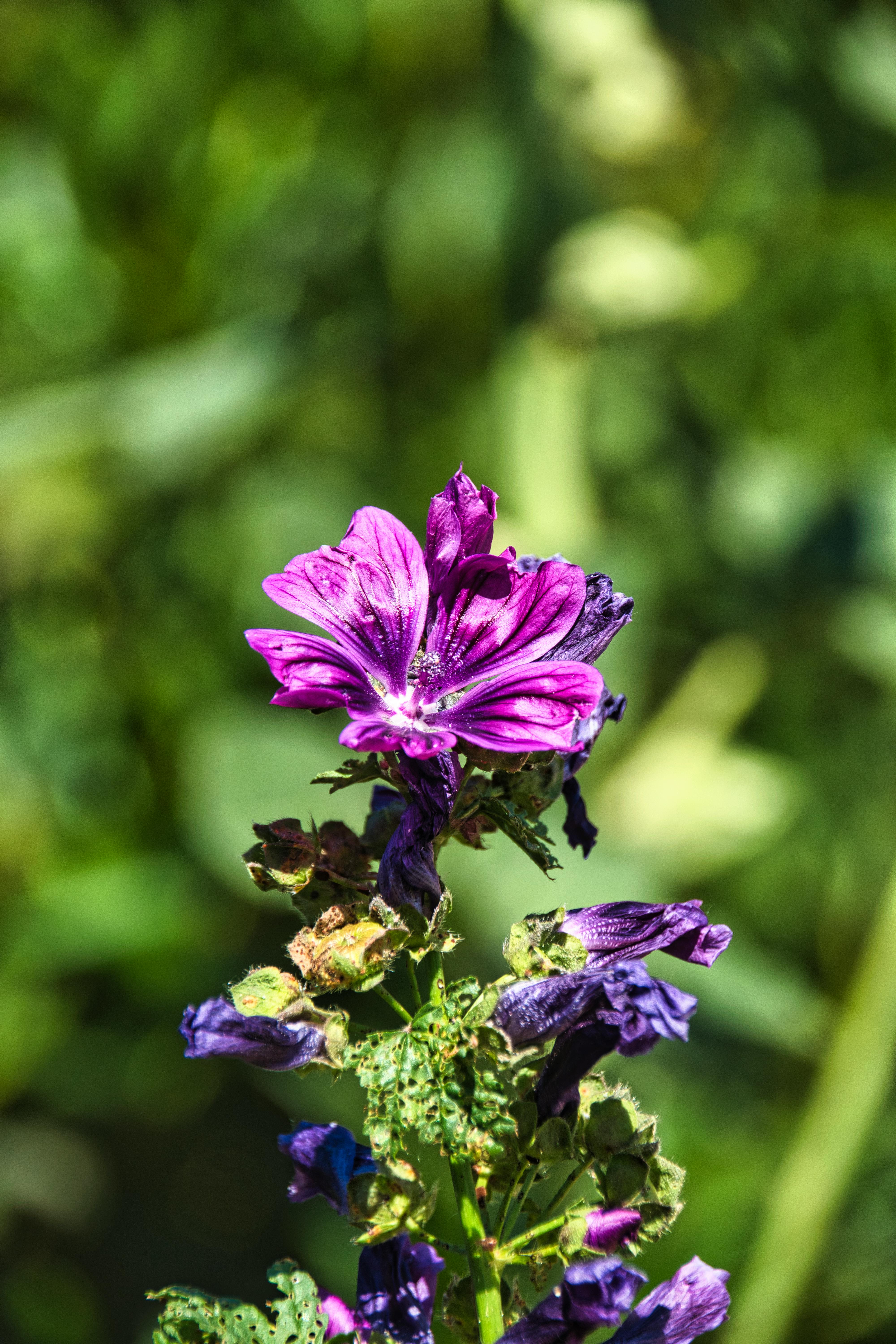 Mauve Photos, Download The BEST Free Mauve Stock Photos & HD Images