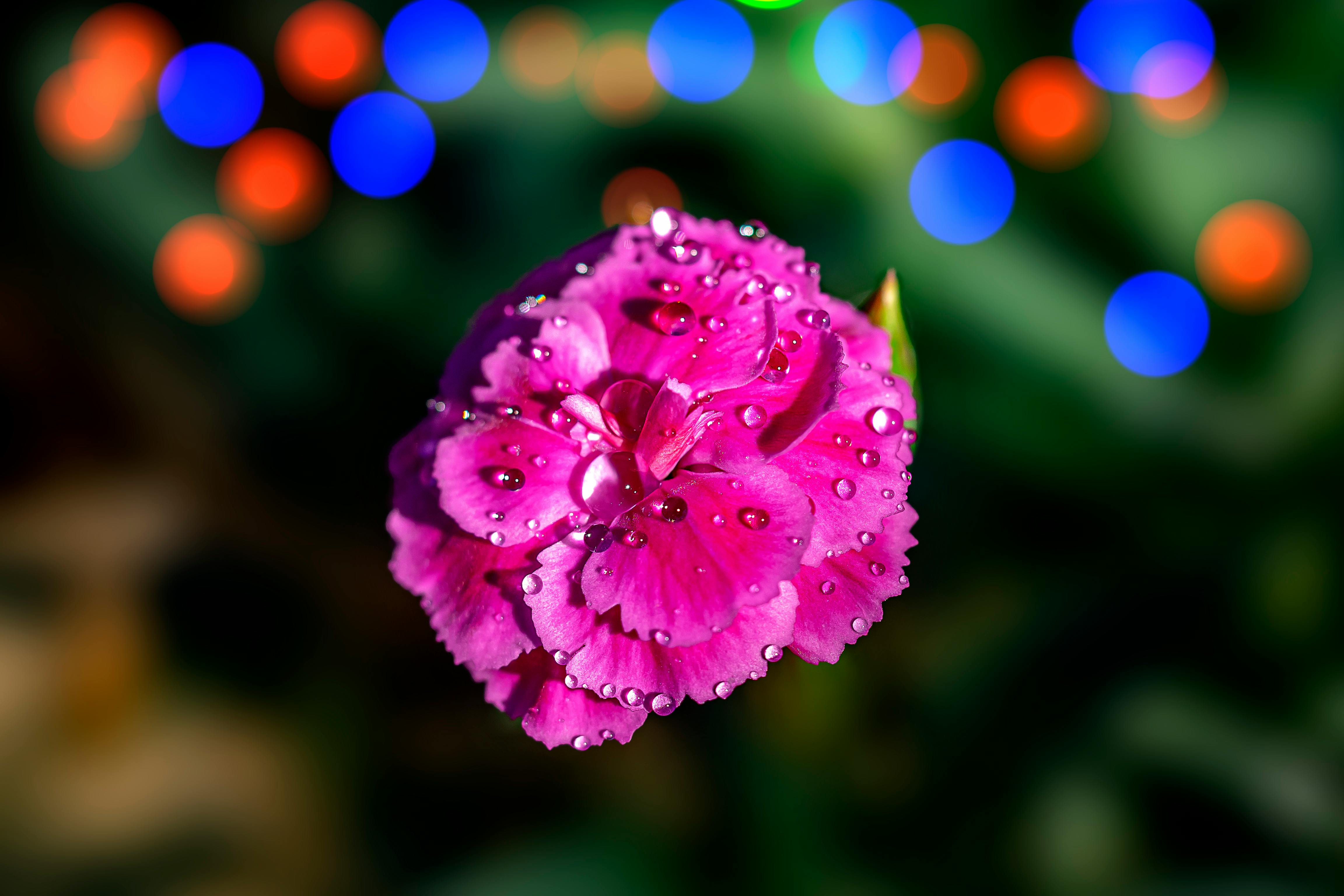 Red Flower With Water Droplets in Close Up View · Free Stock Photo