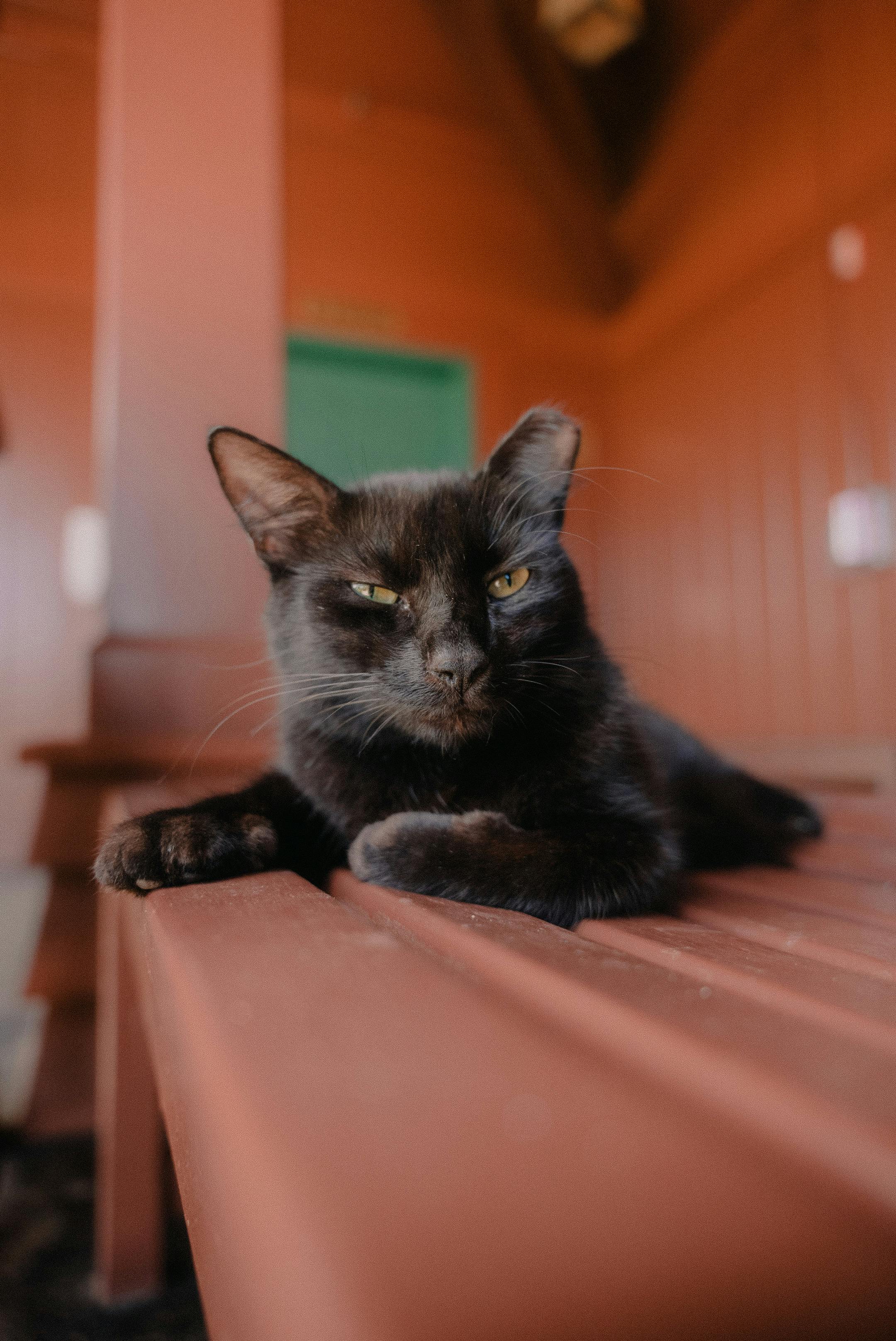 Black Cat with Squinty Eyes · Free Stock Photo