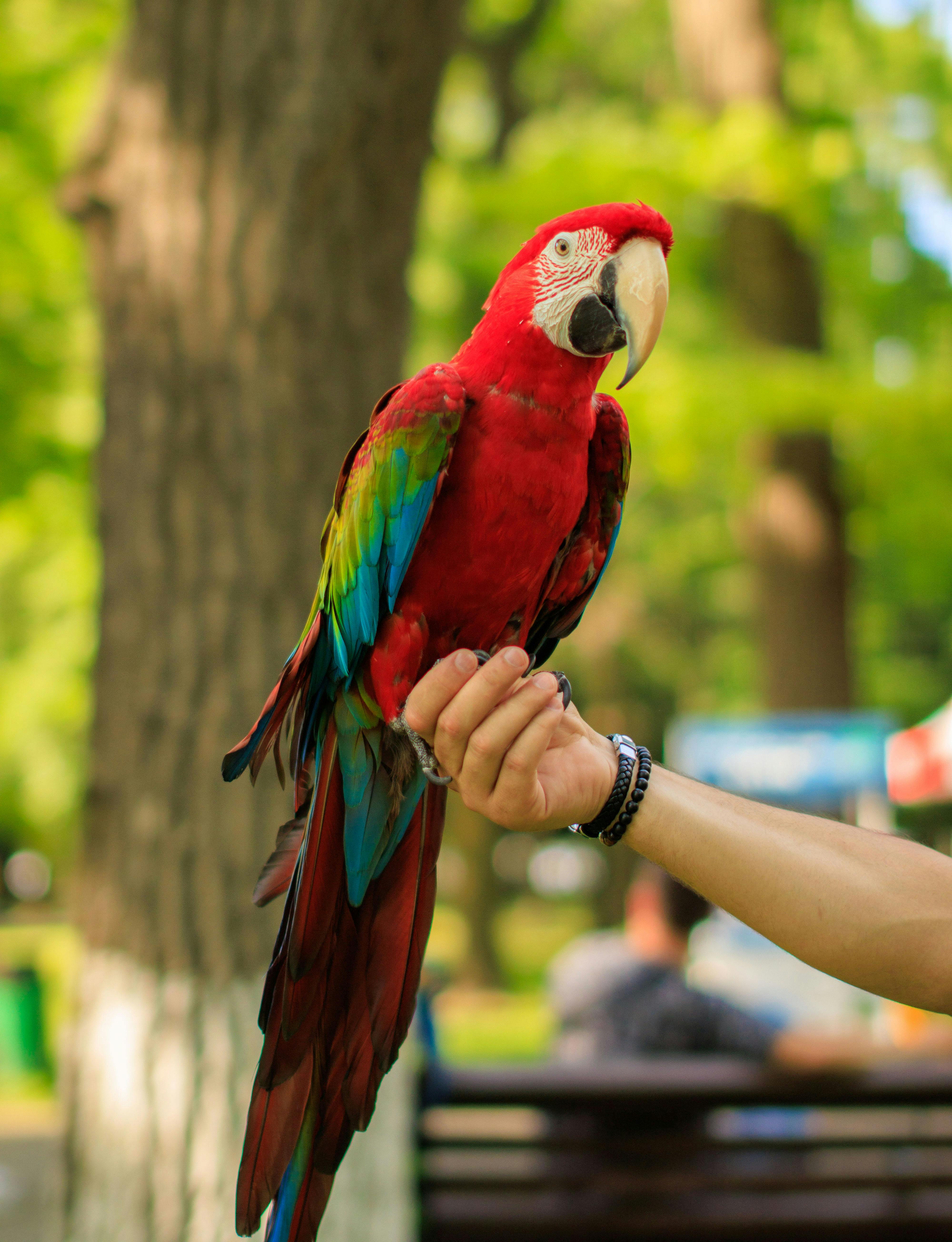 Parrot Perched on a Person's Hand · Free Stock Photo