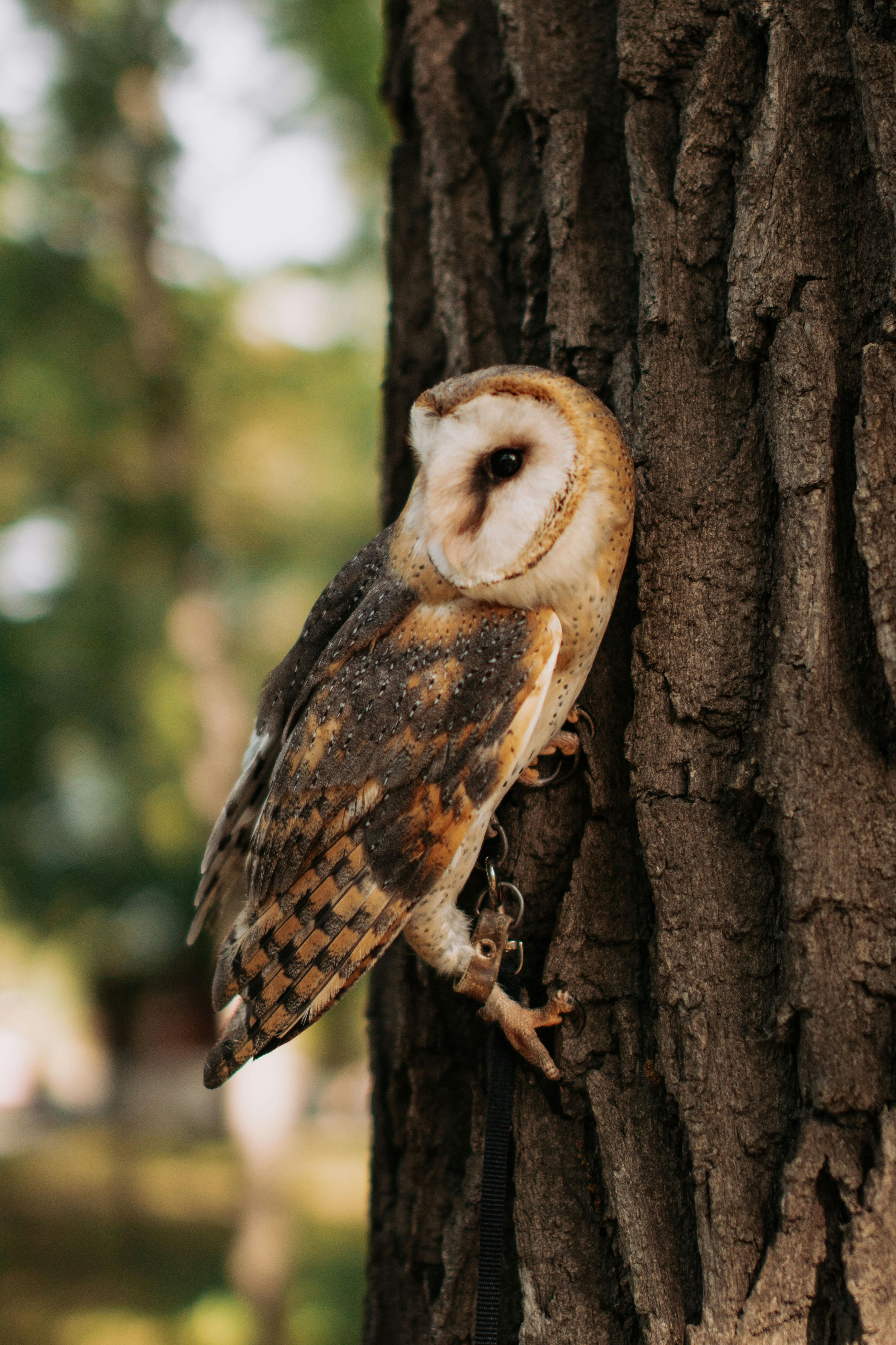 Foto de stock gratuita sobre animal, ave de rapiña, carnívoro, cautivo ...