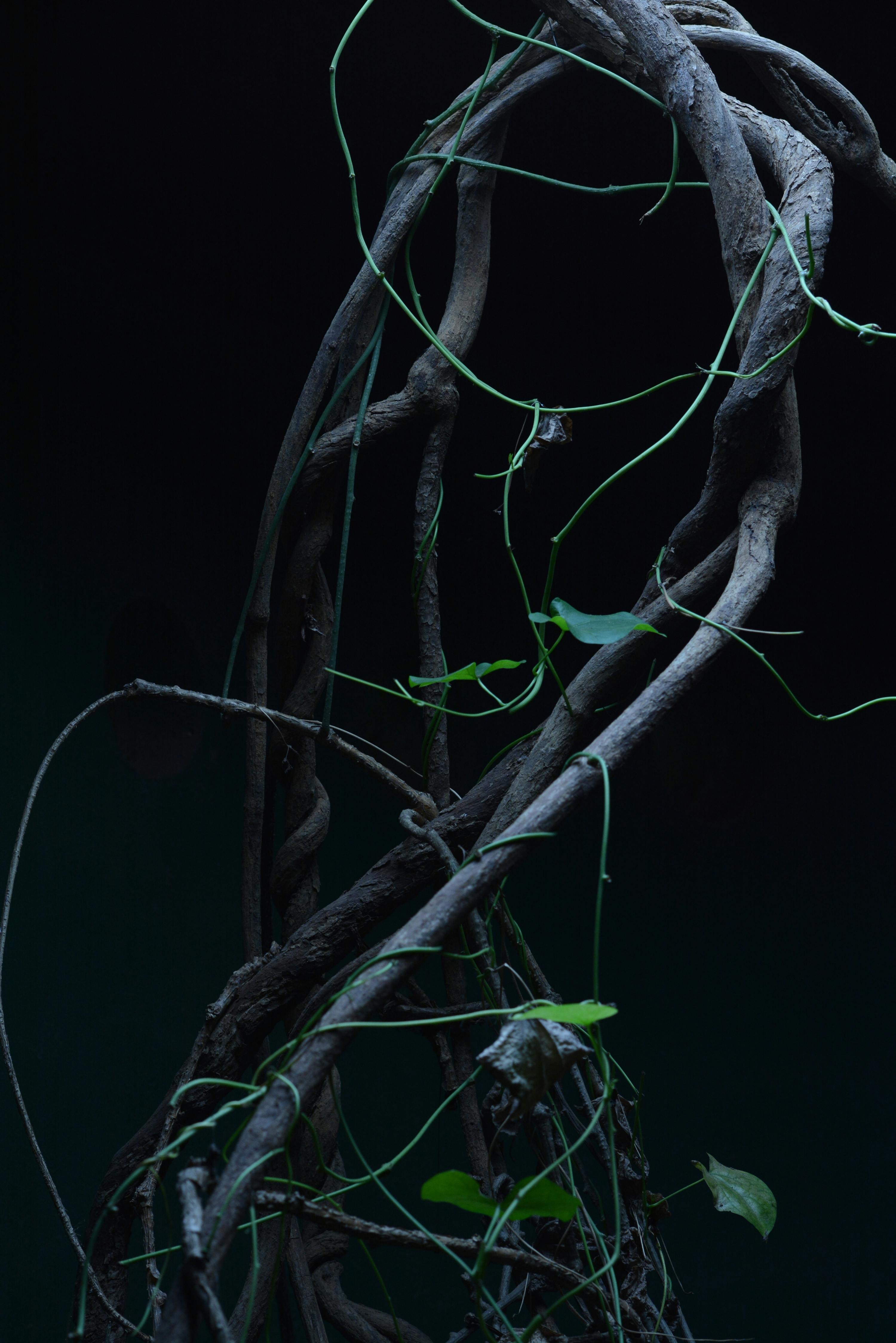 Photo of Twining Tendrils on Stem · Free Stock Photo