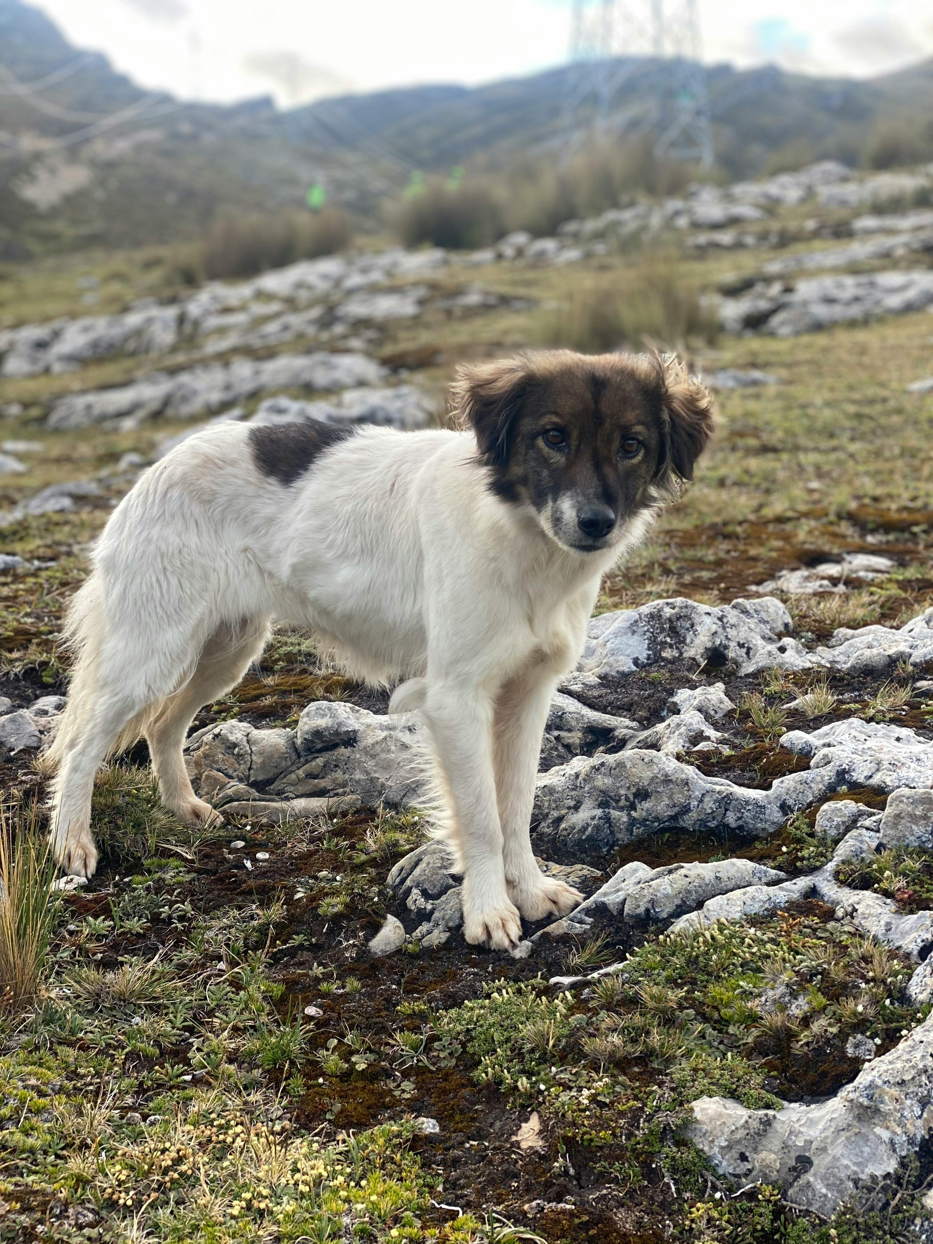 8+ Best Free Perros Stock Photos & Images · 100% Royalty-Free HD Downloads