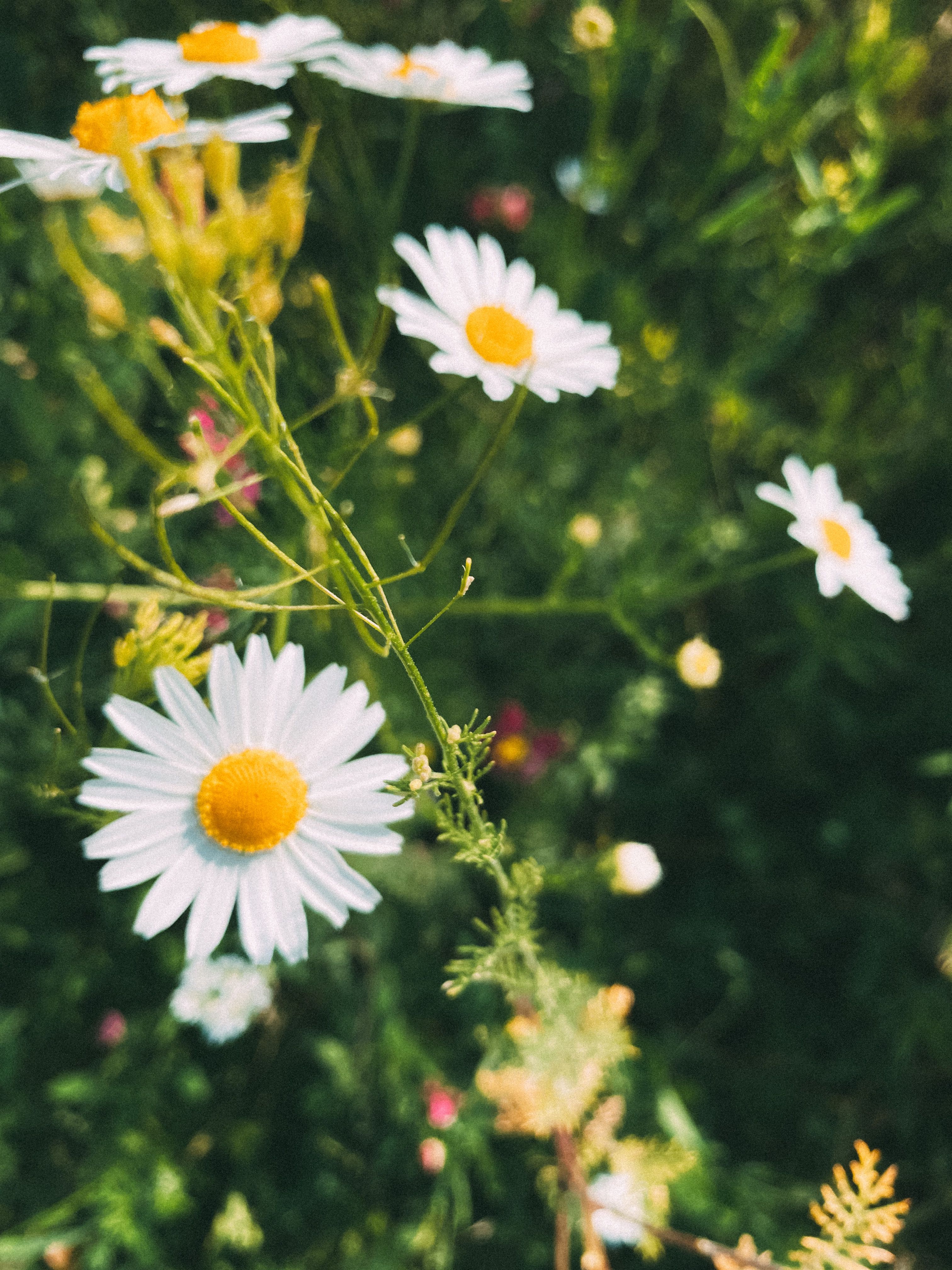 A Close-Up Shot of Chamomile Flowers in Bloom · Free Stock Photo