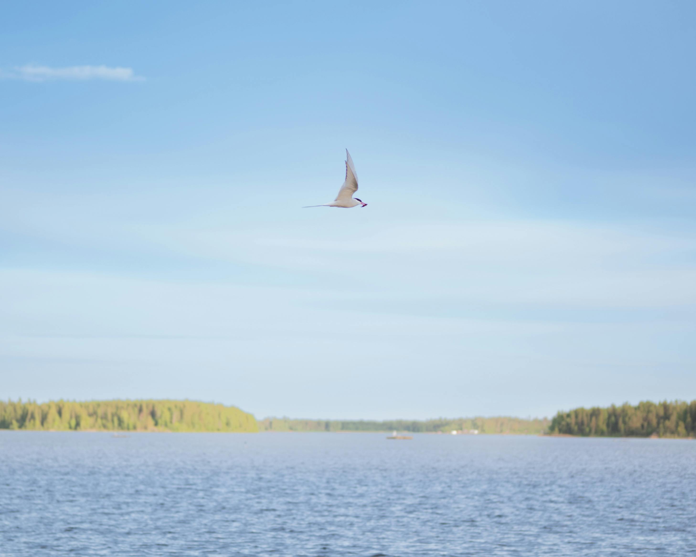 Mustafa - Fotografía