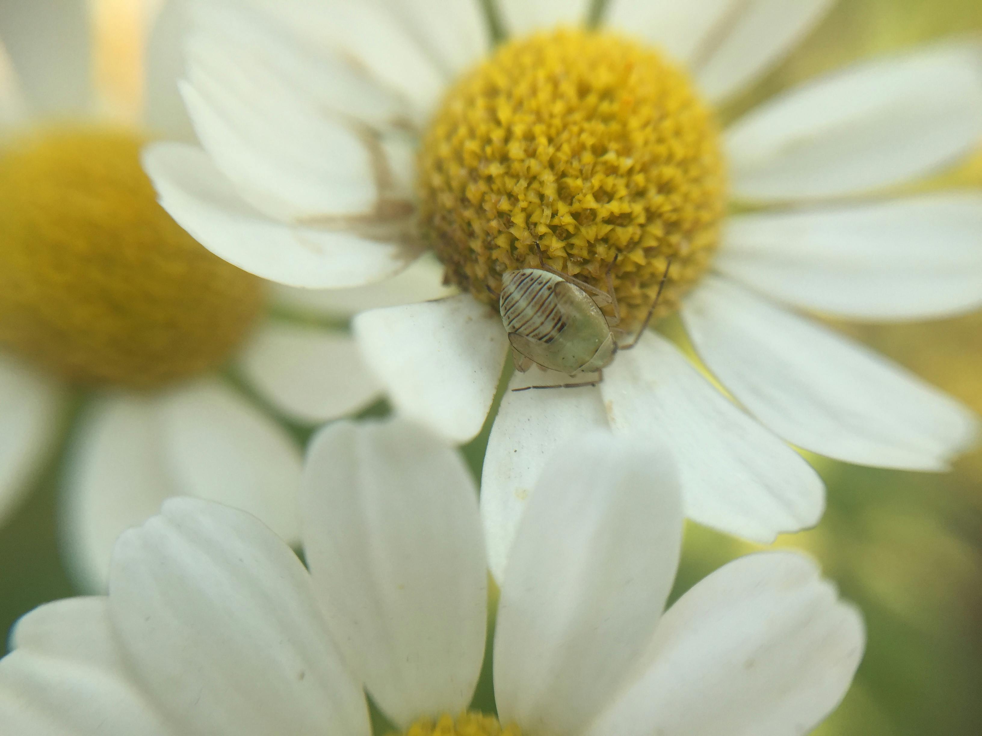 Insect on a Flower · Free Stock Photo