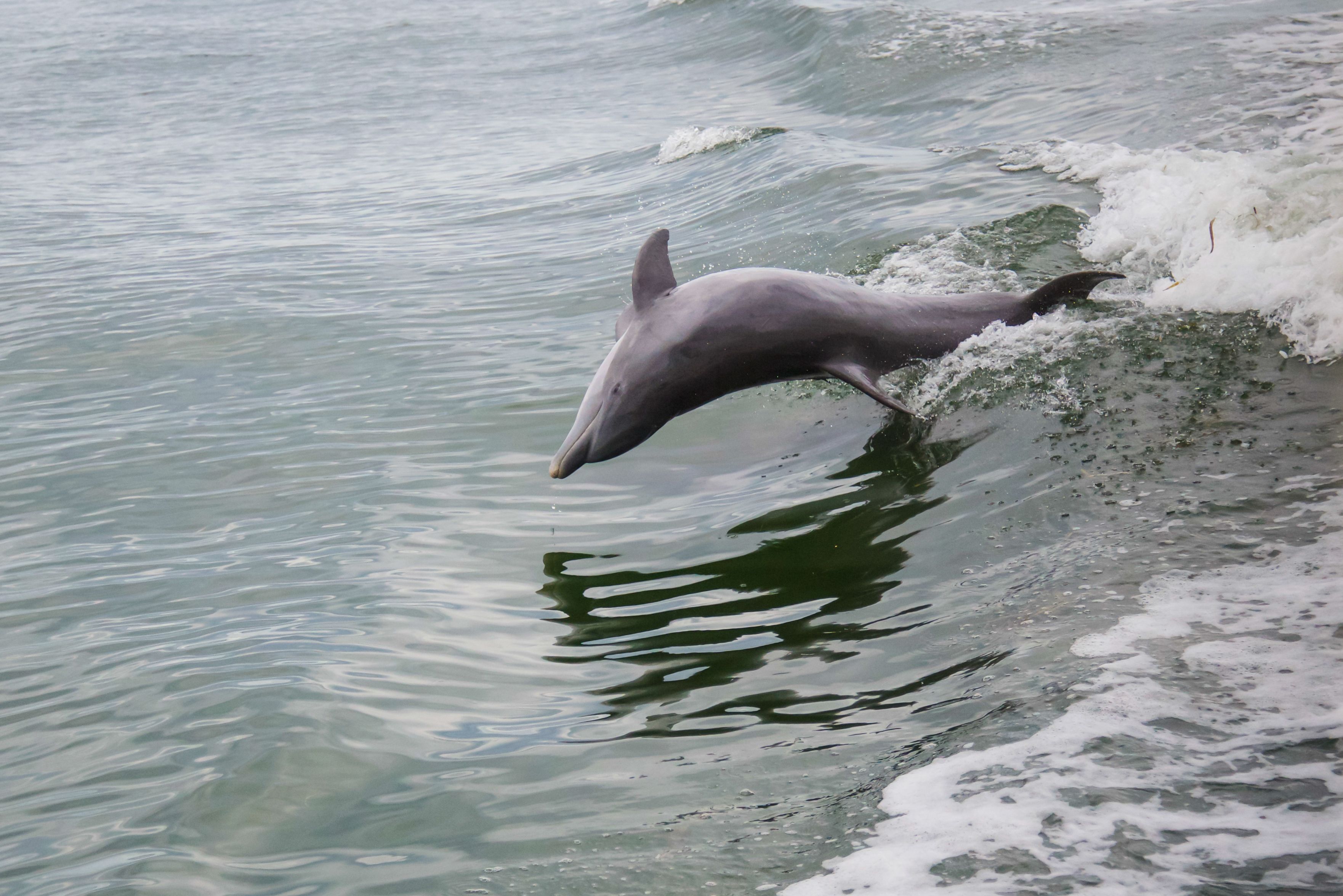 Portrait of a Dolphin Peeking Out of Water · Free Stock Photo