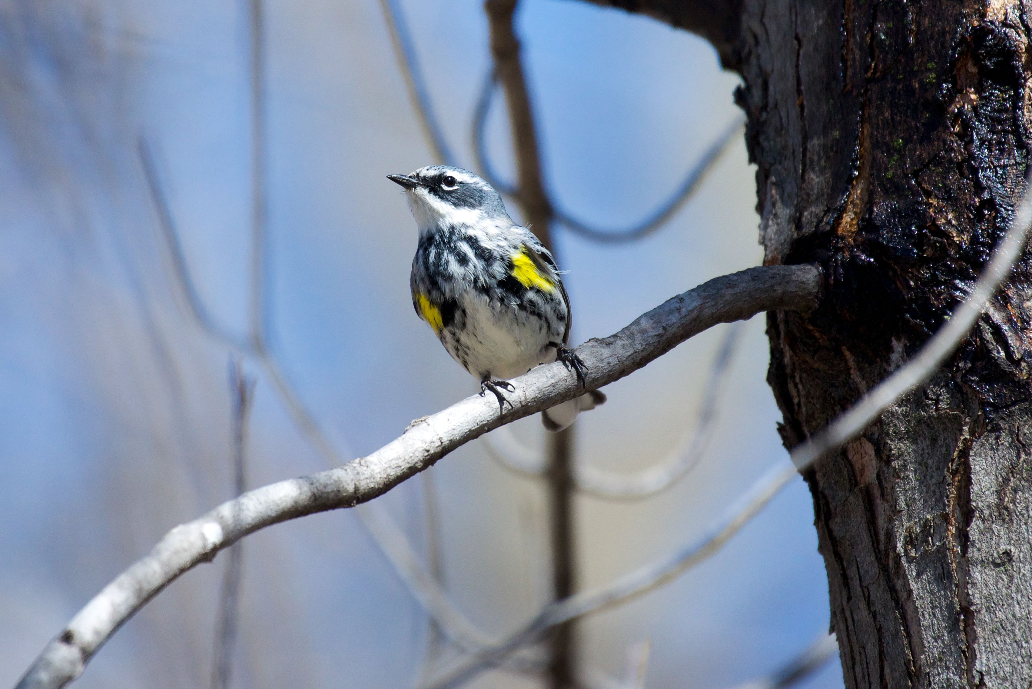 Close-up of Bird on Wood · Free Stock Photo