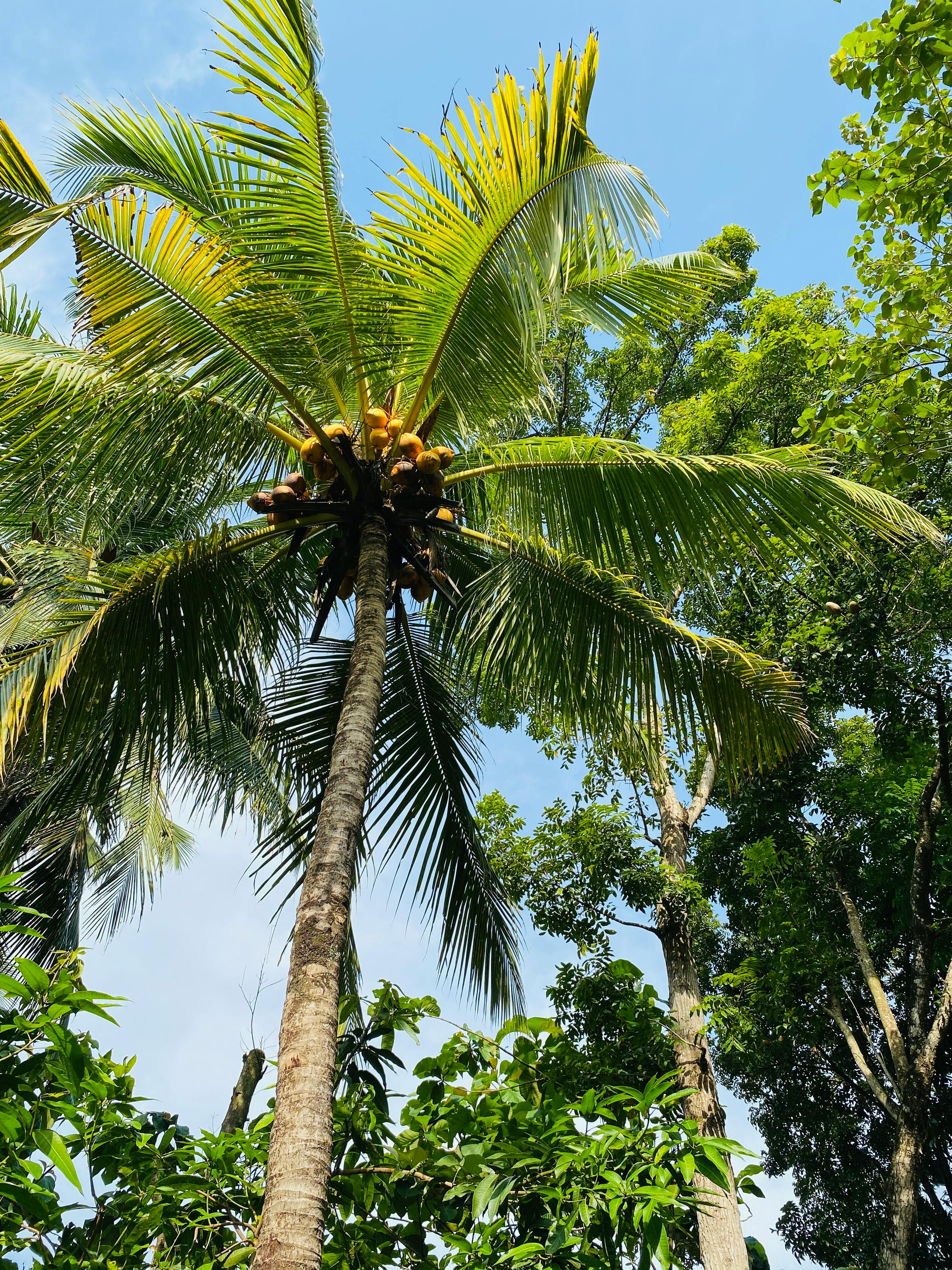 Green Coconut Tree Under Blue Sky · Free Stock Photo