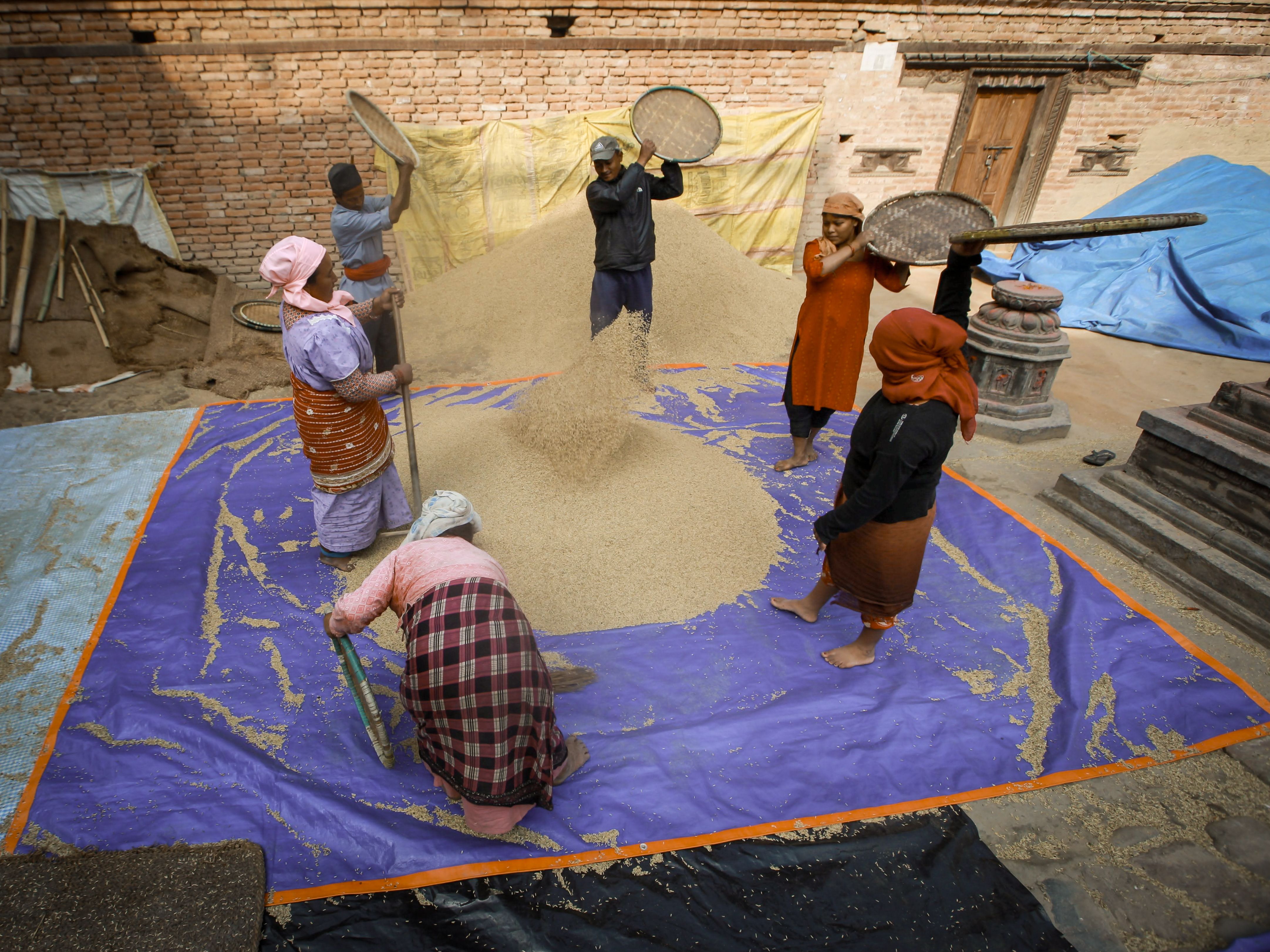 Woman Winnowing Rice · Free Stock Photo