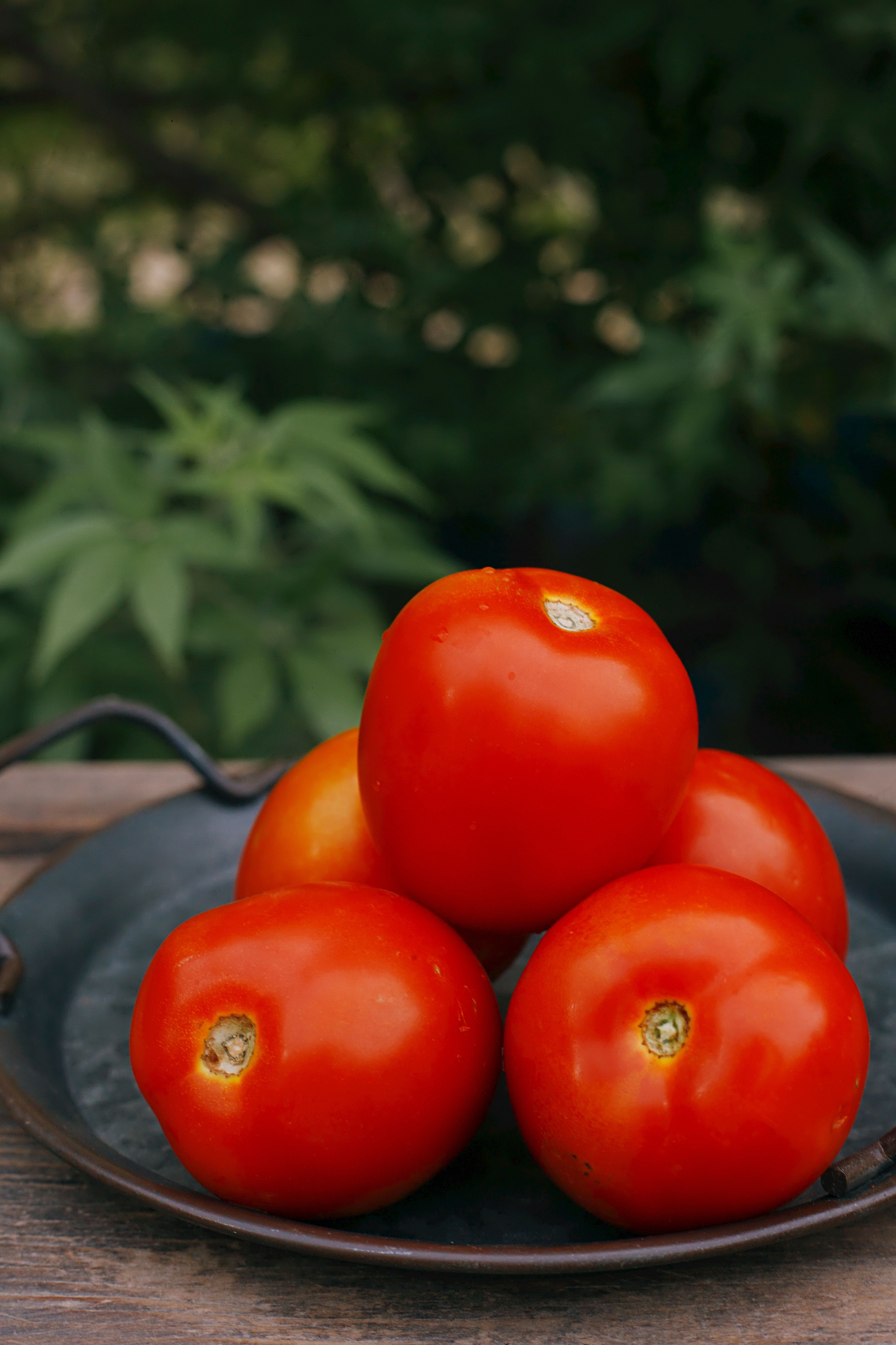 Photo of Tomatoes · Free Stock Photo