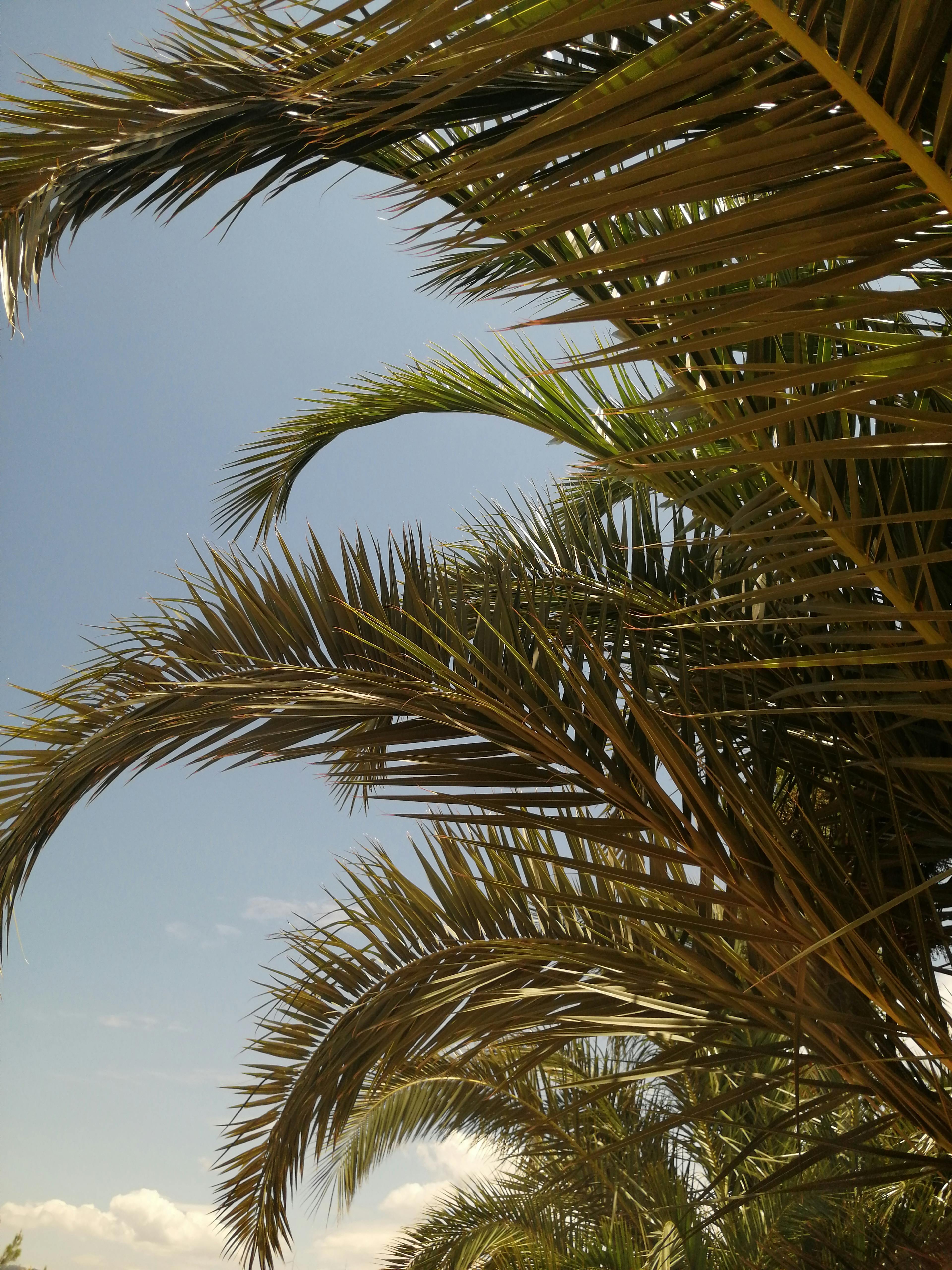 Green Leaves of Palm Trees · Free Stock Photo