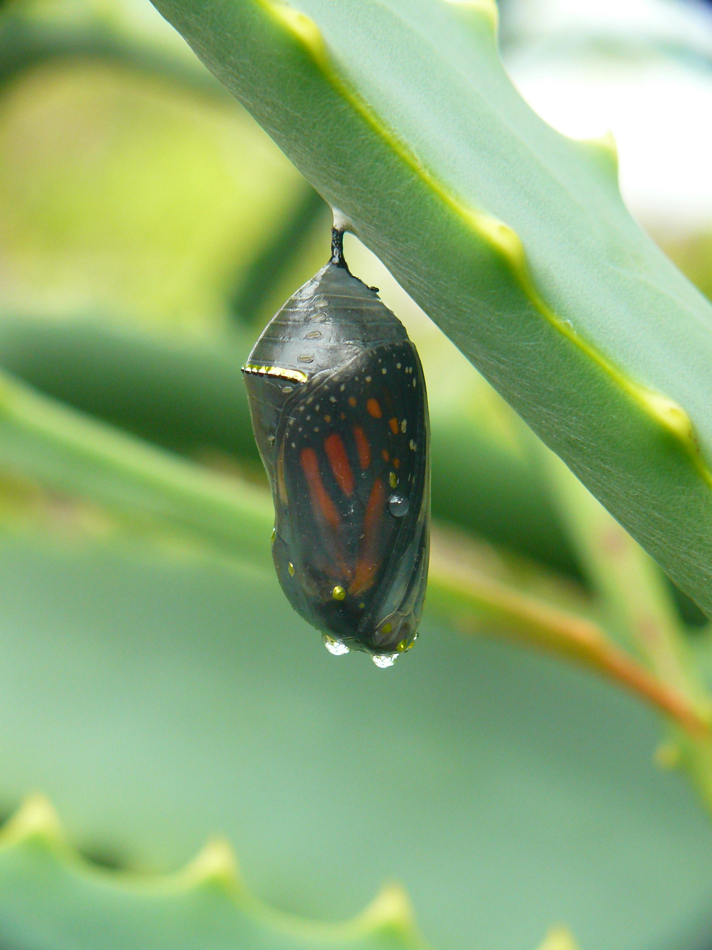 5 Ways to Render Turkey Fat for Delicious Dishes