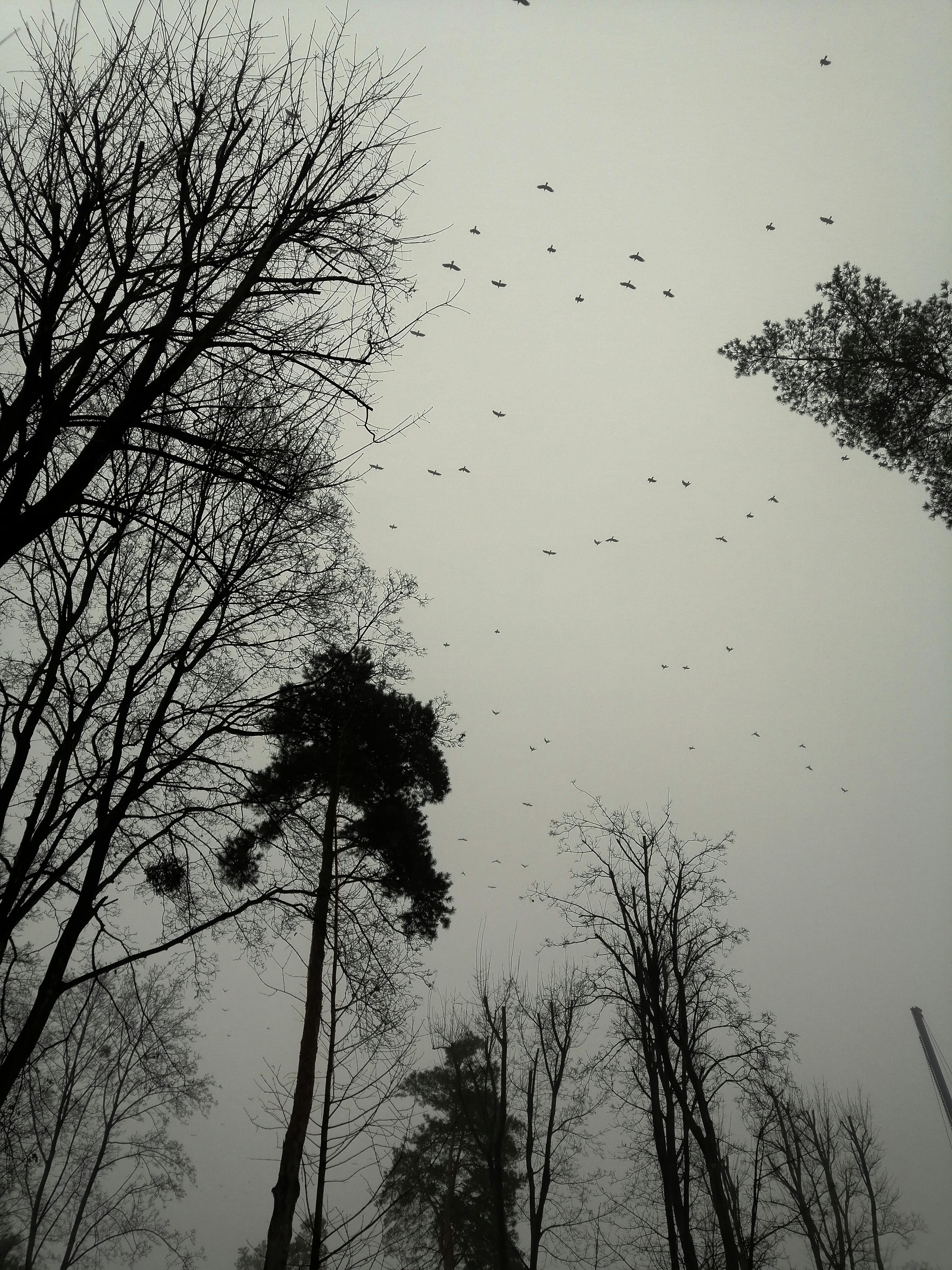 A Low Angle Shot of Birds Flying in the Sky Between Trees at the Forest ...