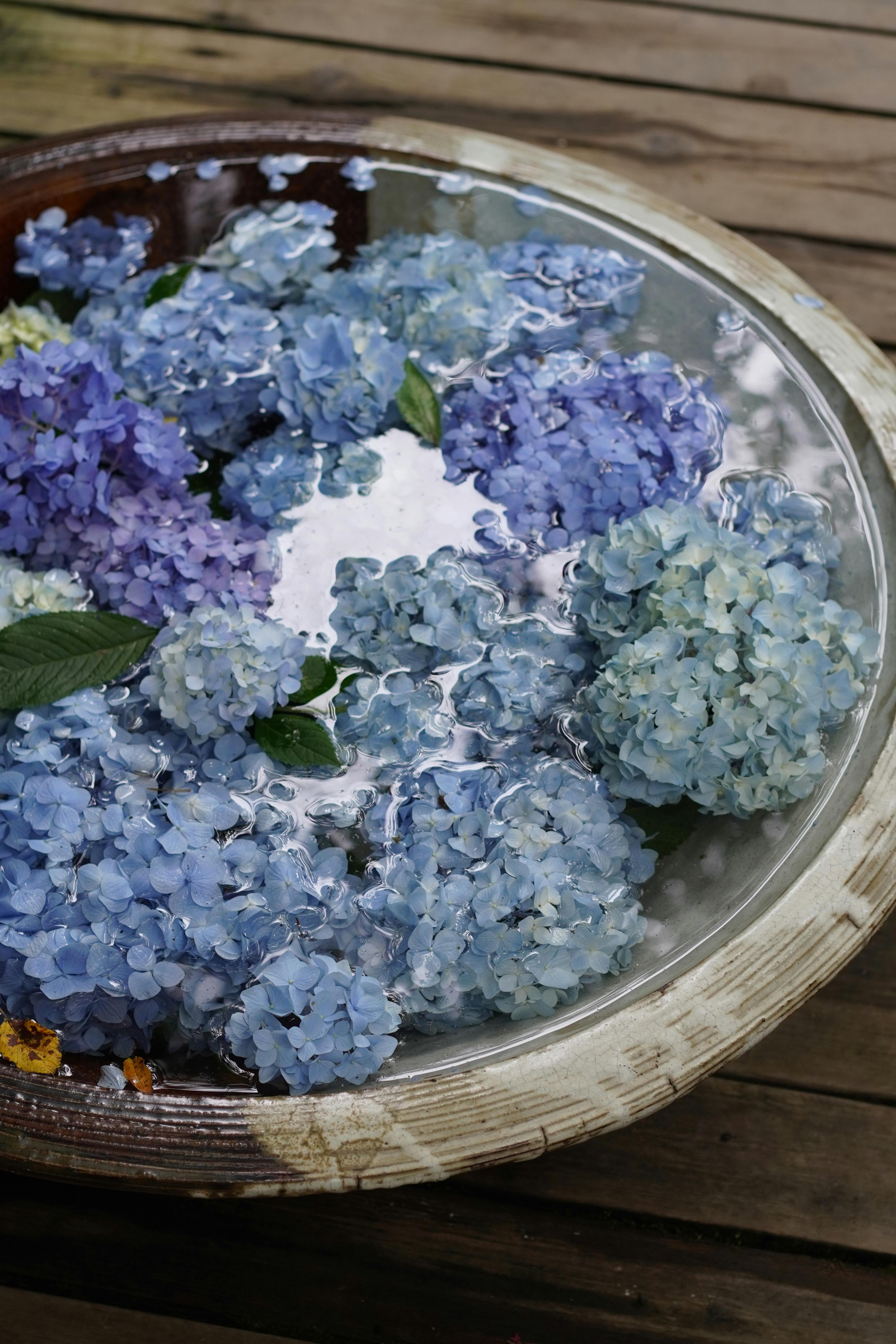 Flowers In Bowl Of Water Photos, Download The BEST Free Flowers In Bowl ...