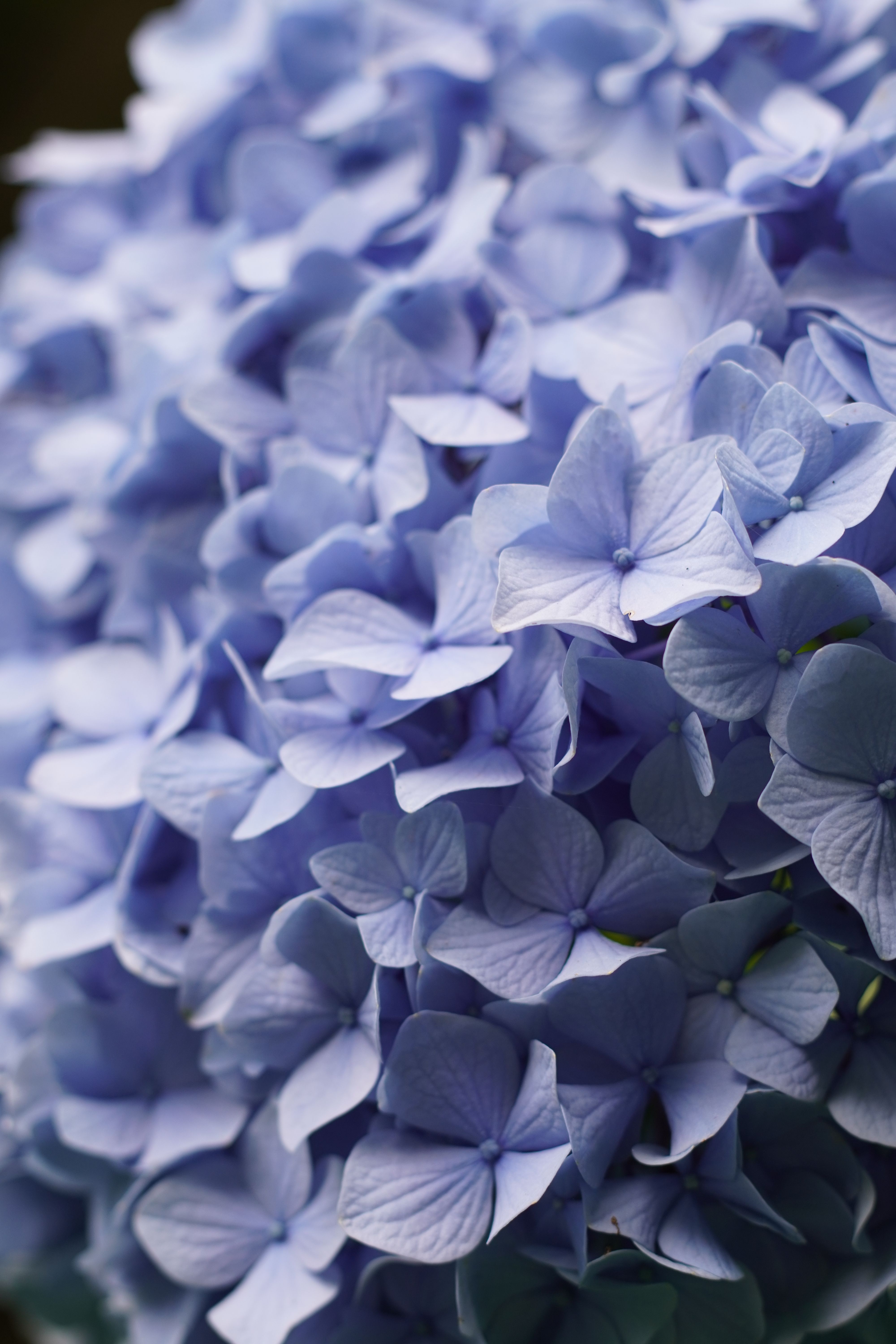 Blue Petaled Flower · Free Stock Photo