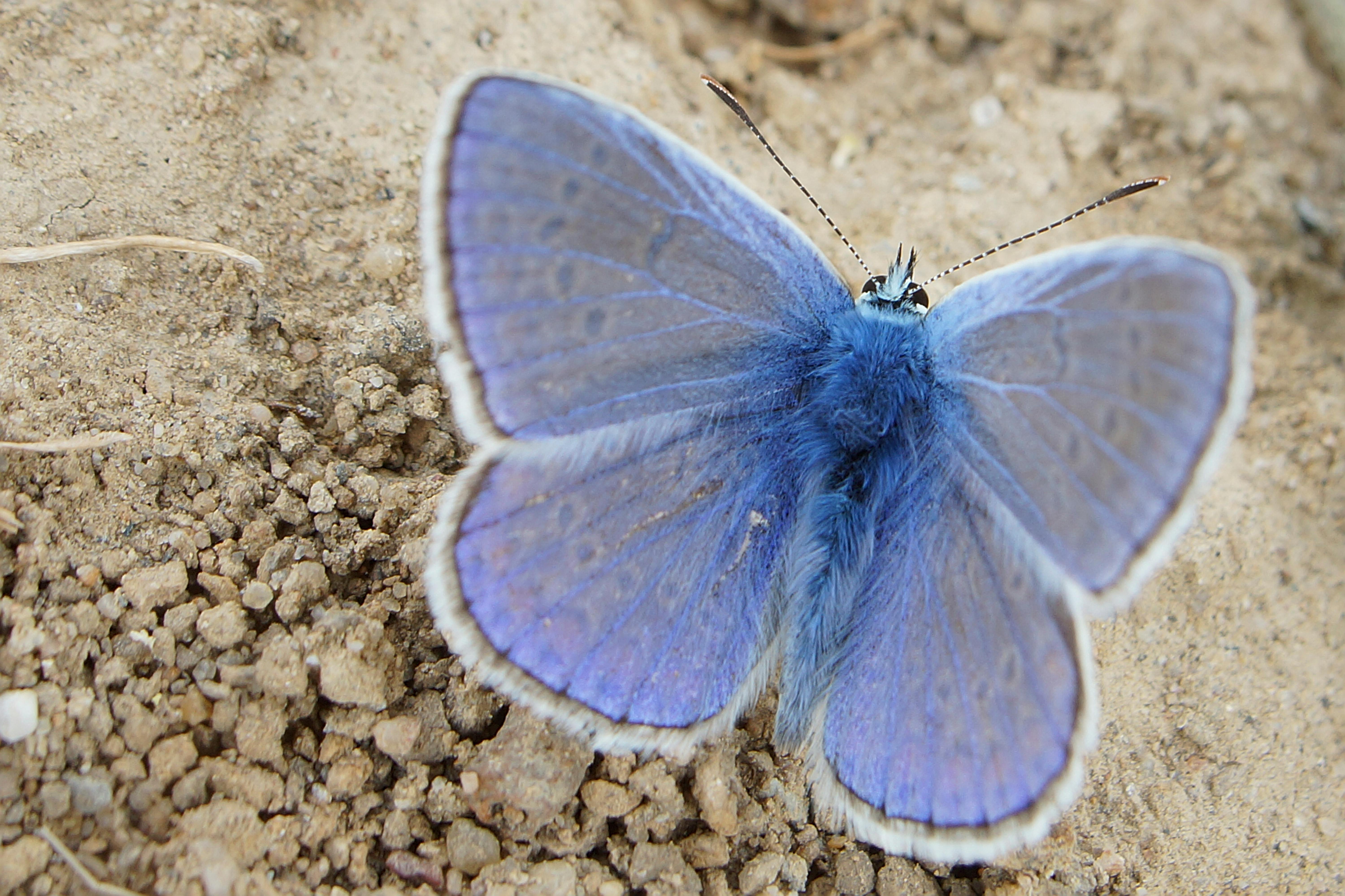 Close-Up Shot of a Common Blue Butterfly on Soil · Free Stock Photo