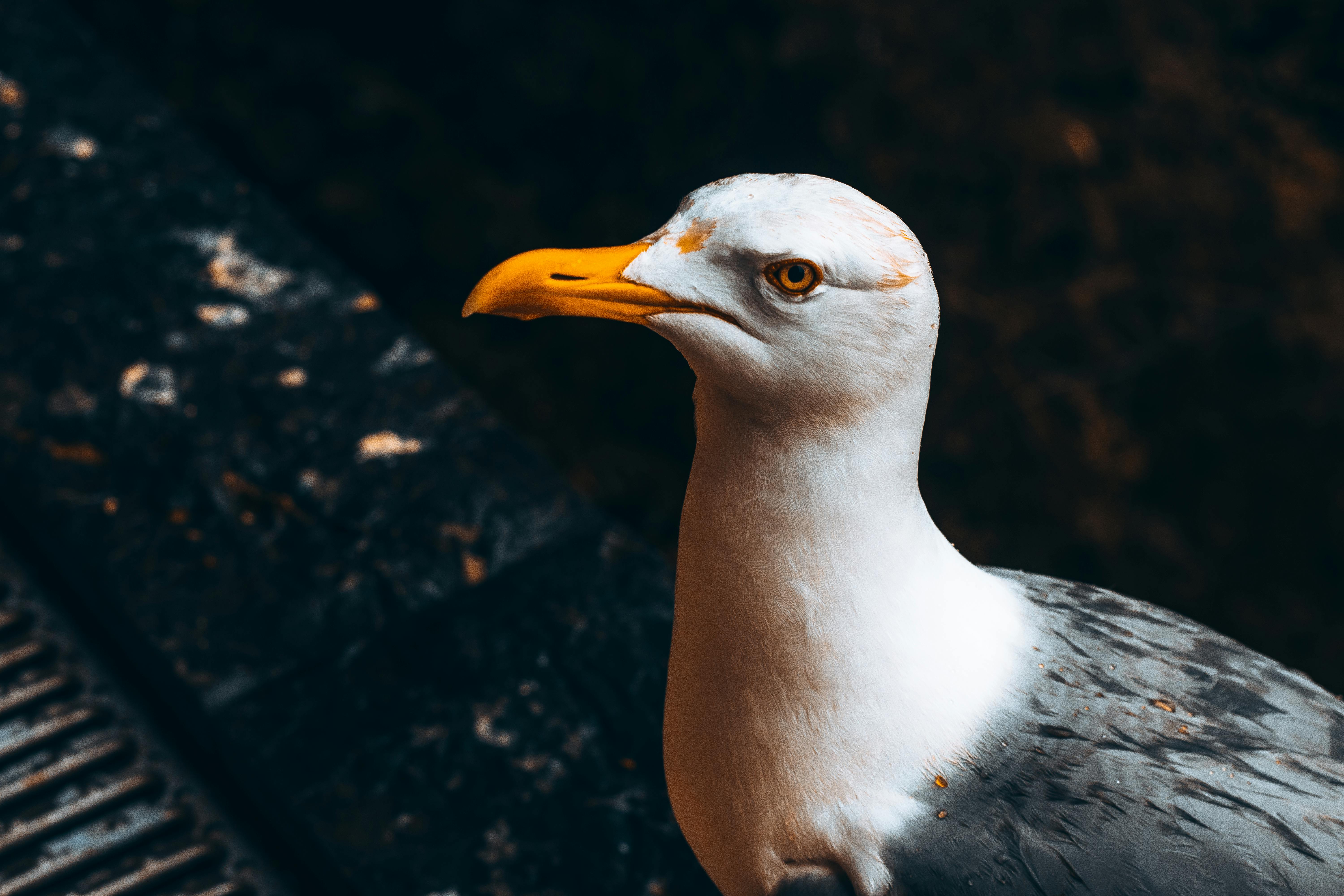 A Close-Up Shot of a Seagull · Free Stock Photo