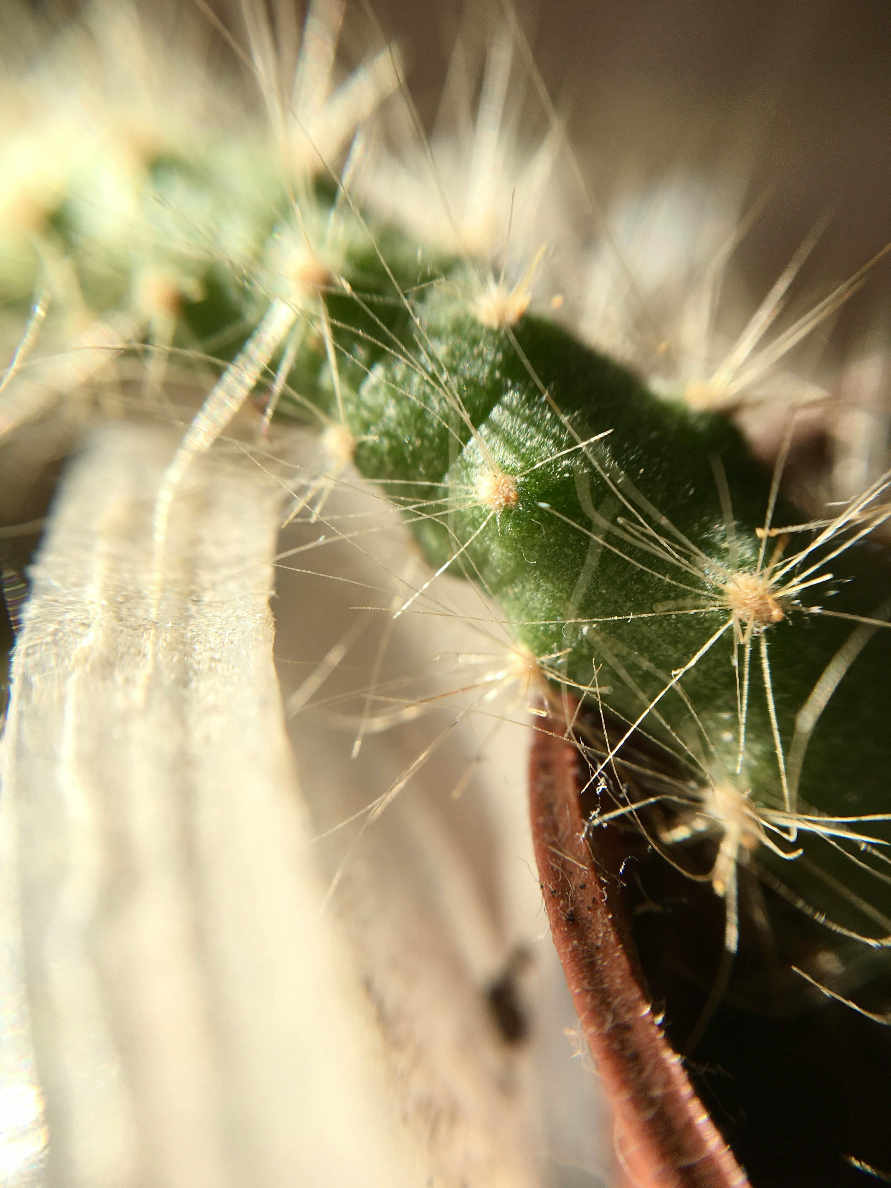 Adrián Nemes - 摄影