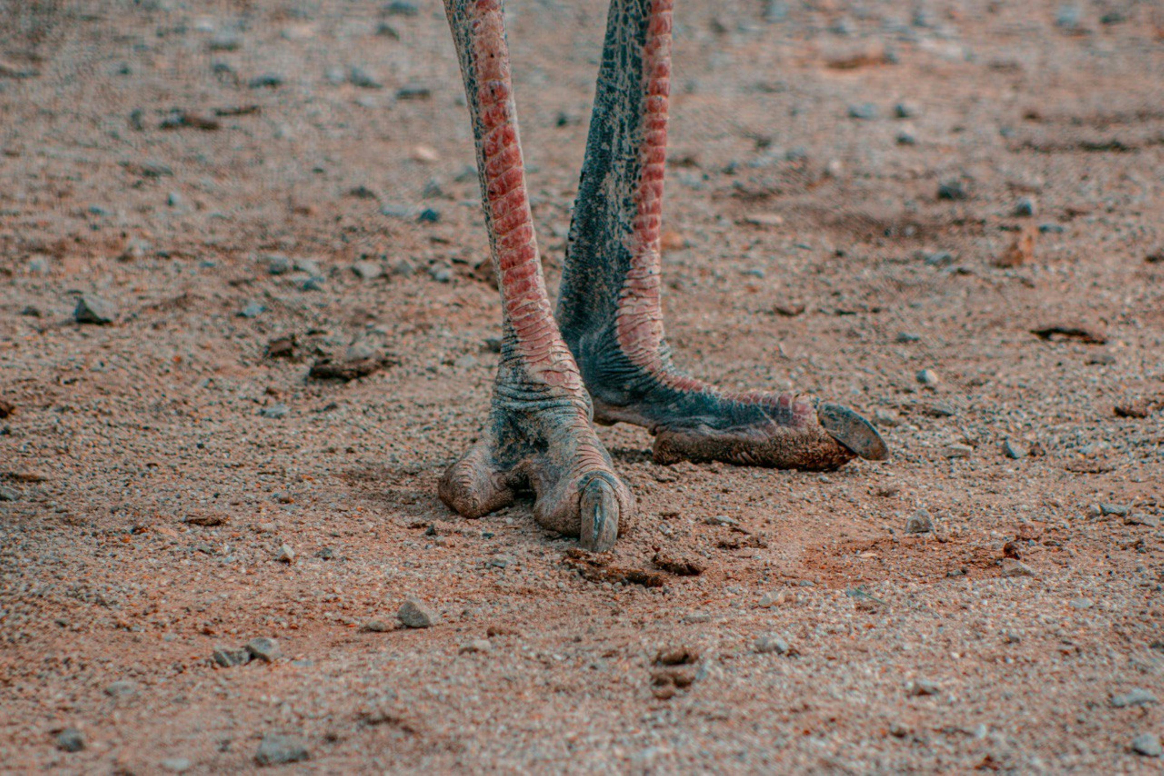 Didactyl Feet of a Ostrich on the Ground · Free Stock Photo