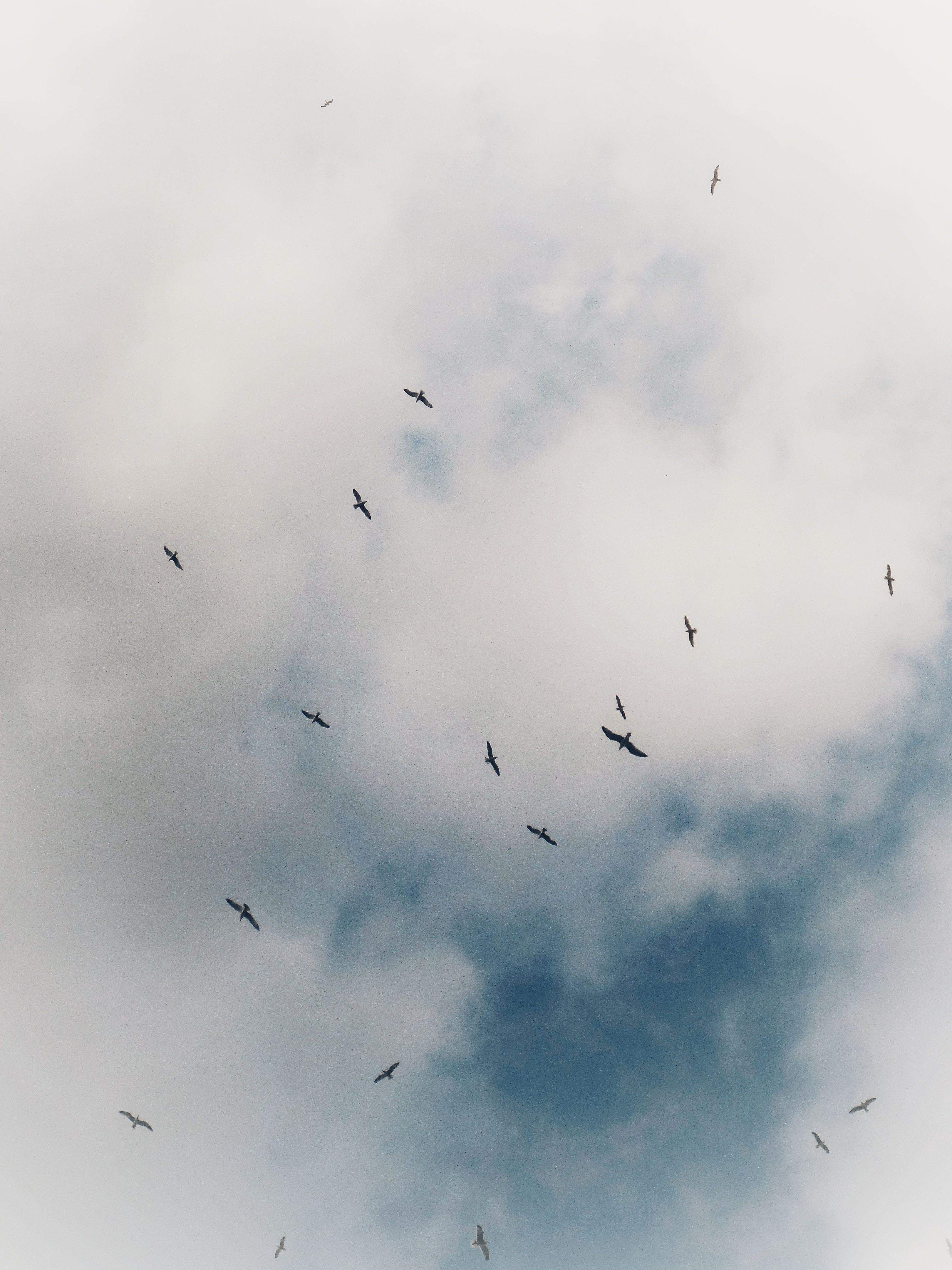 Flock of Birds Flying · Free Stock Photo