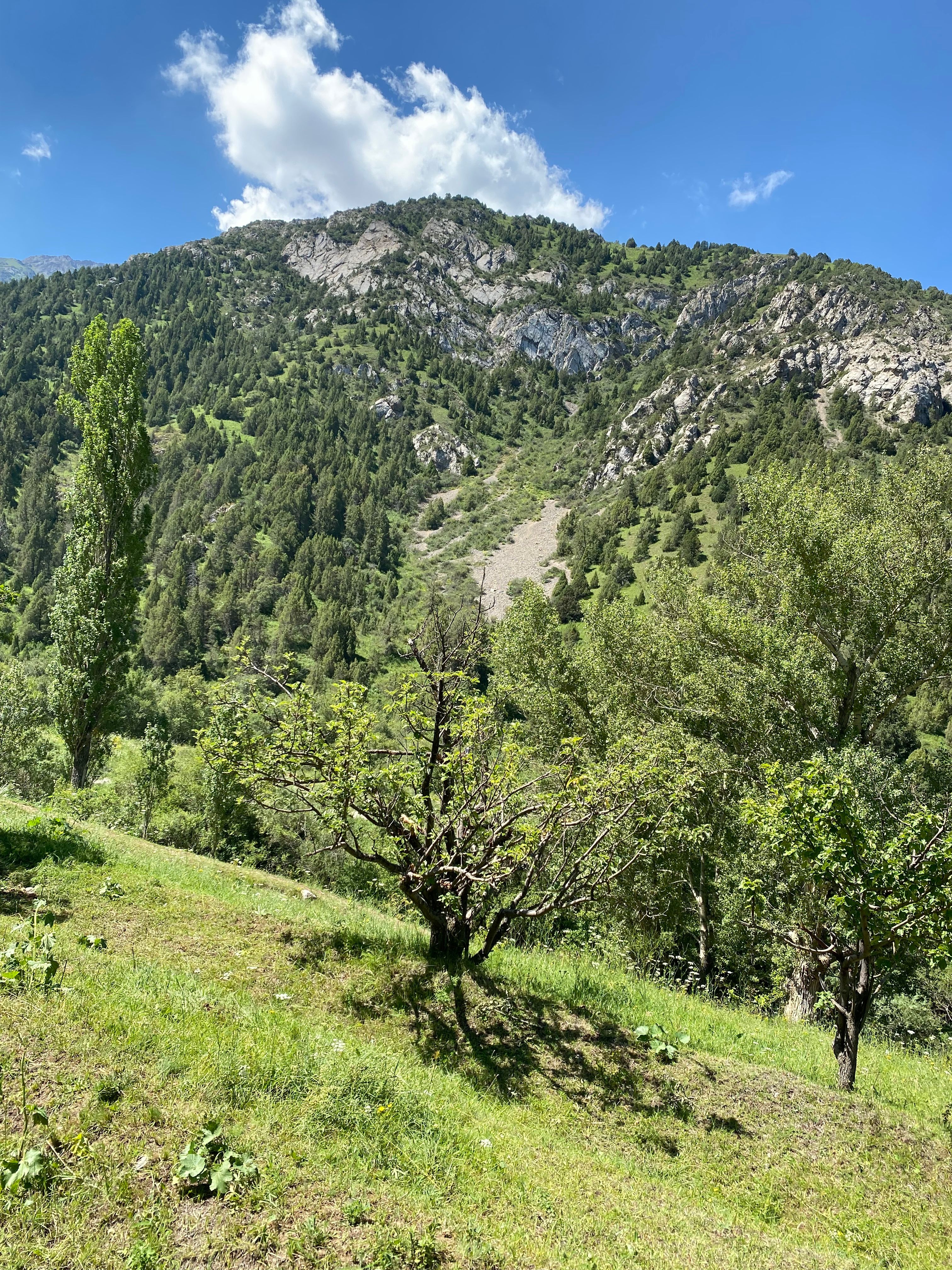 Forest on Hill · Free Stock Photo