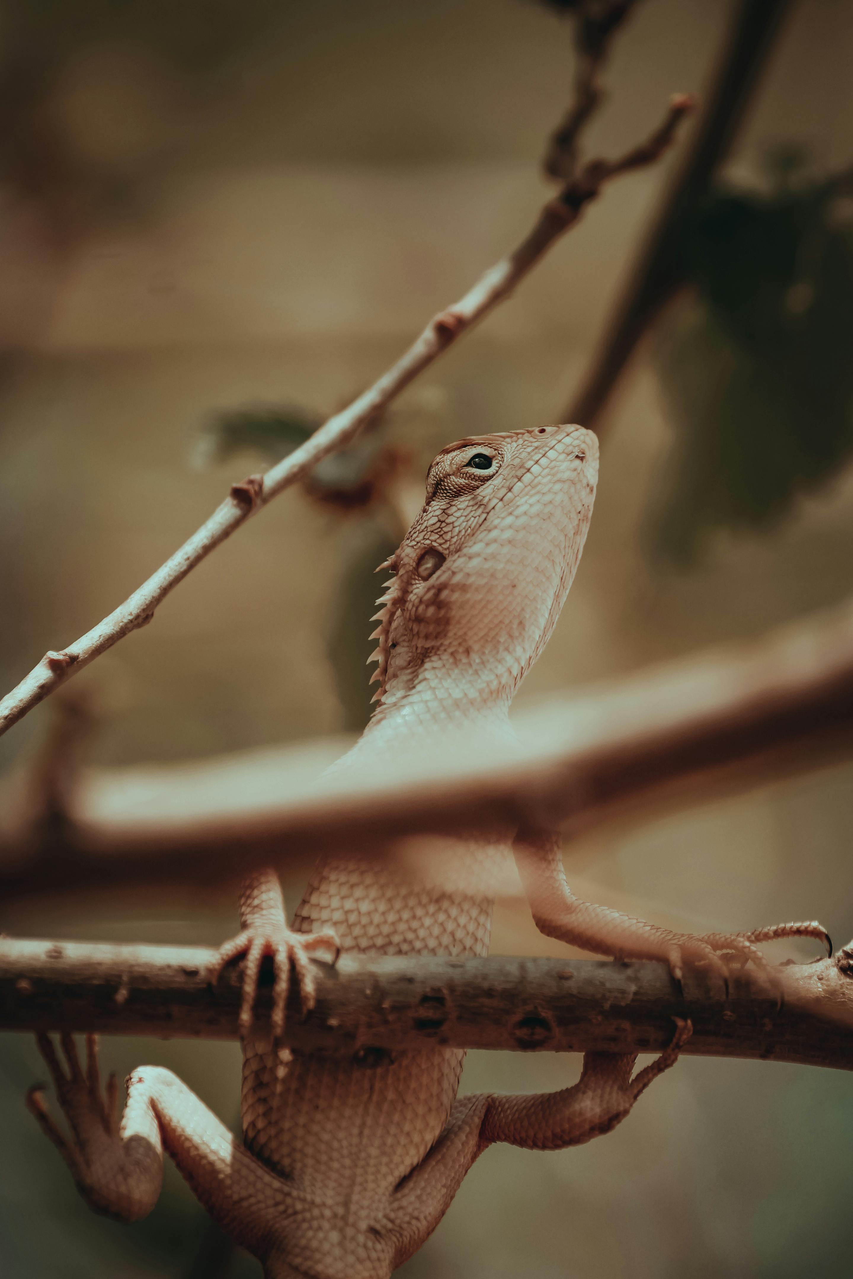Close-Up Photograph of an Oriental Garden Lizard · Free Stock Photo