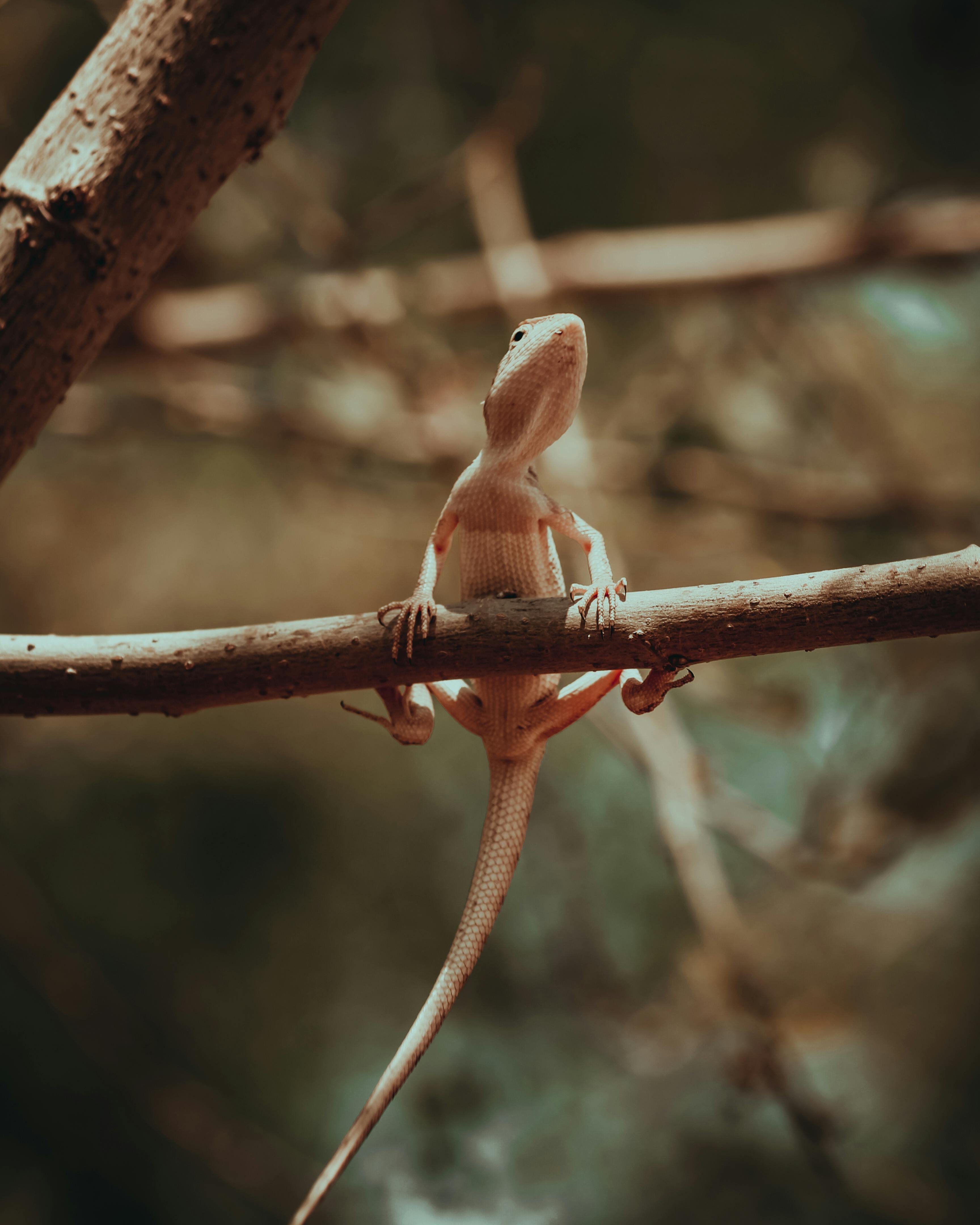 A Lizard Looking Up · Free Stock Photo