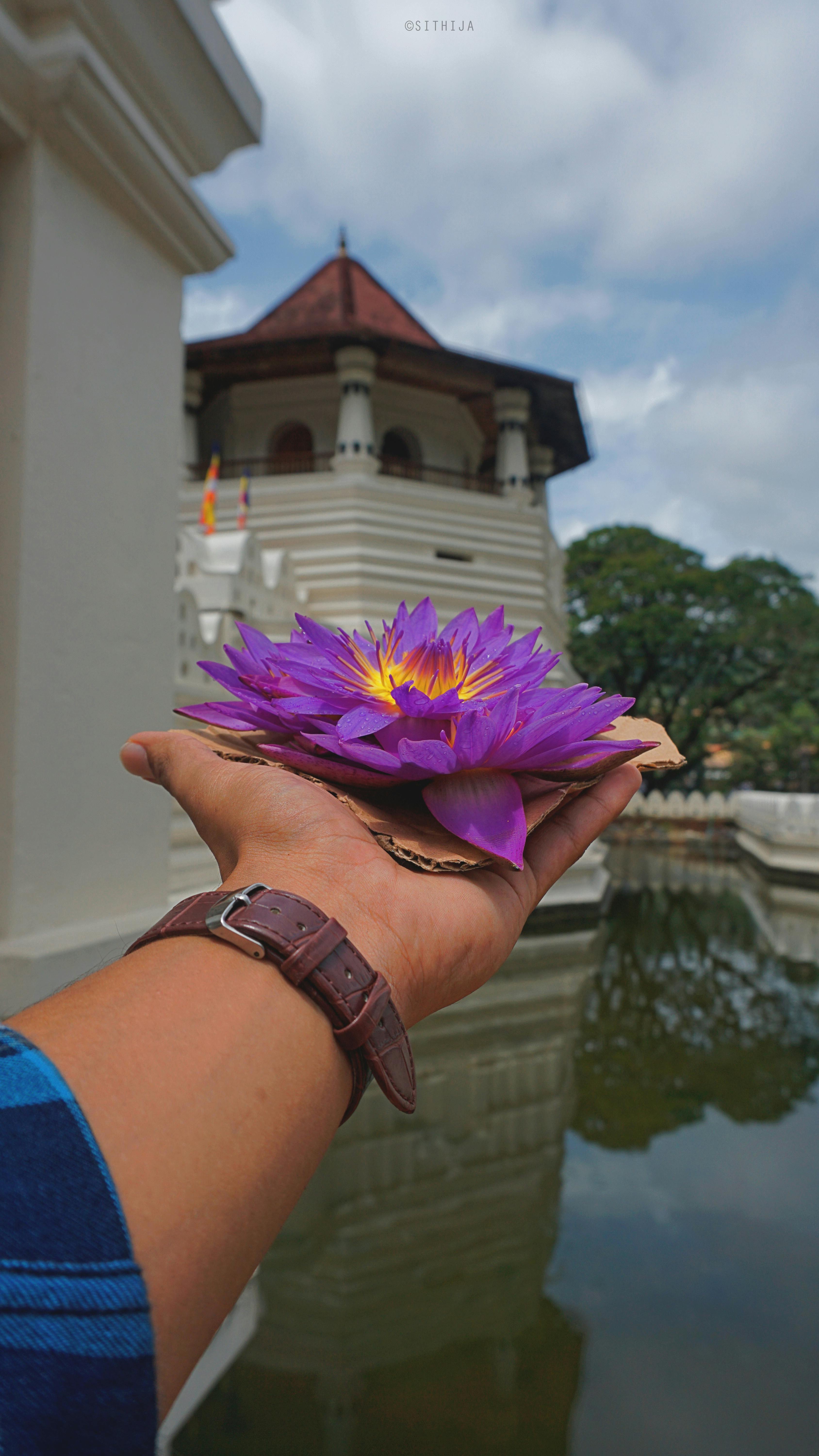 Sithija Tharush - 摄影