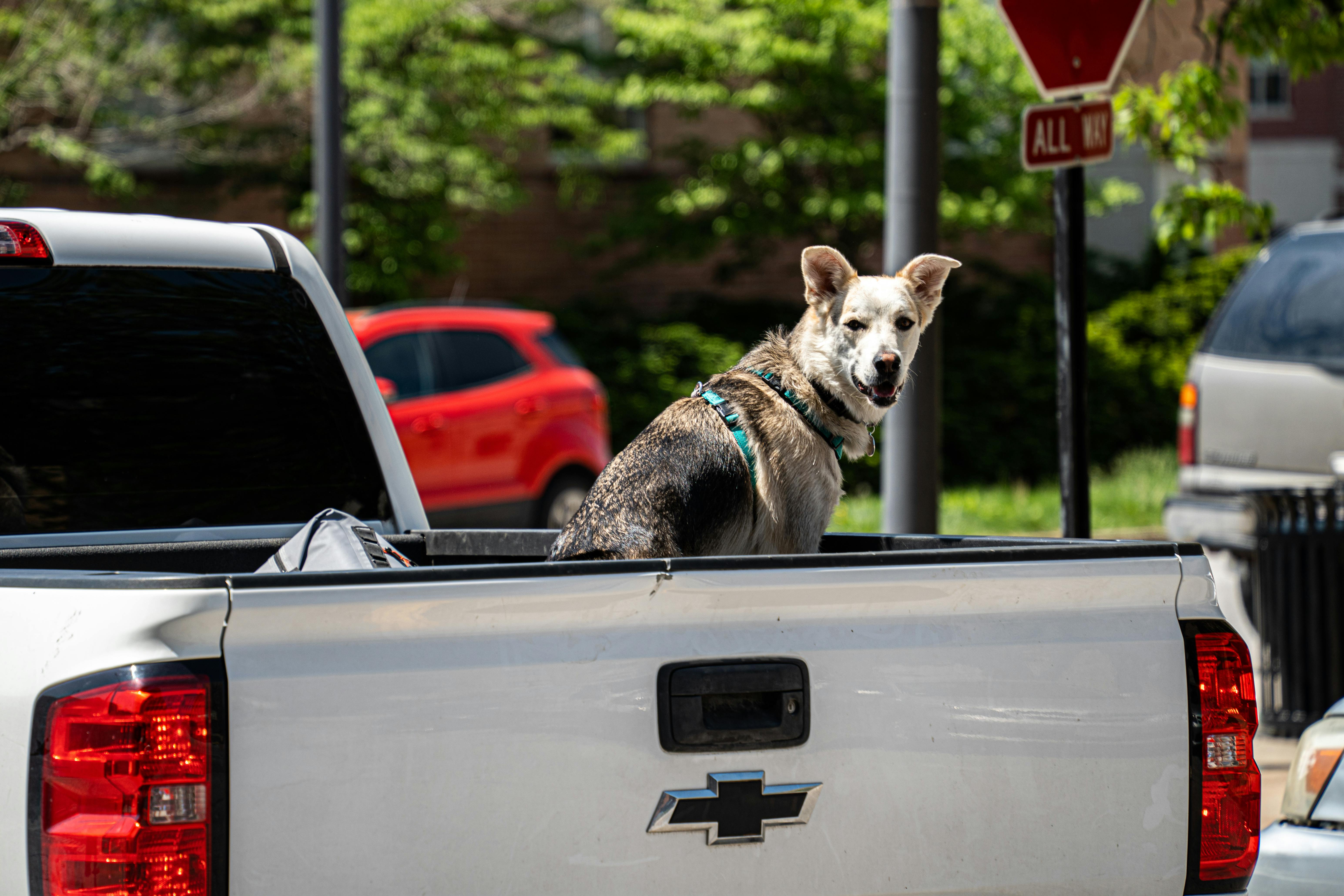 Dog In Truck Photos, Download The BEST Free Dog In Truck Stock Photos ...