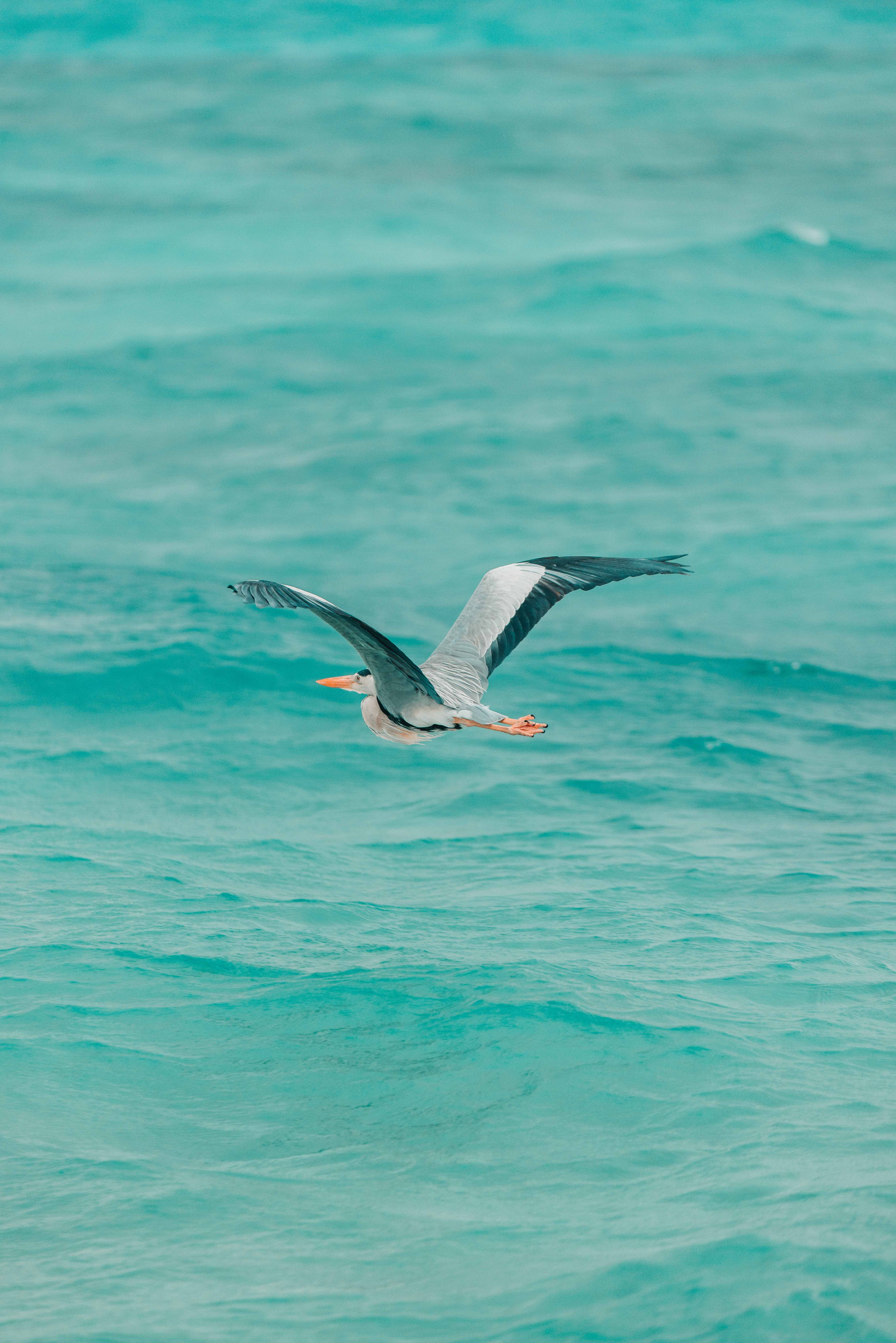 Wading Bird Flying over Body of Water · Free Stock Photo