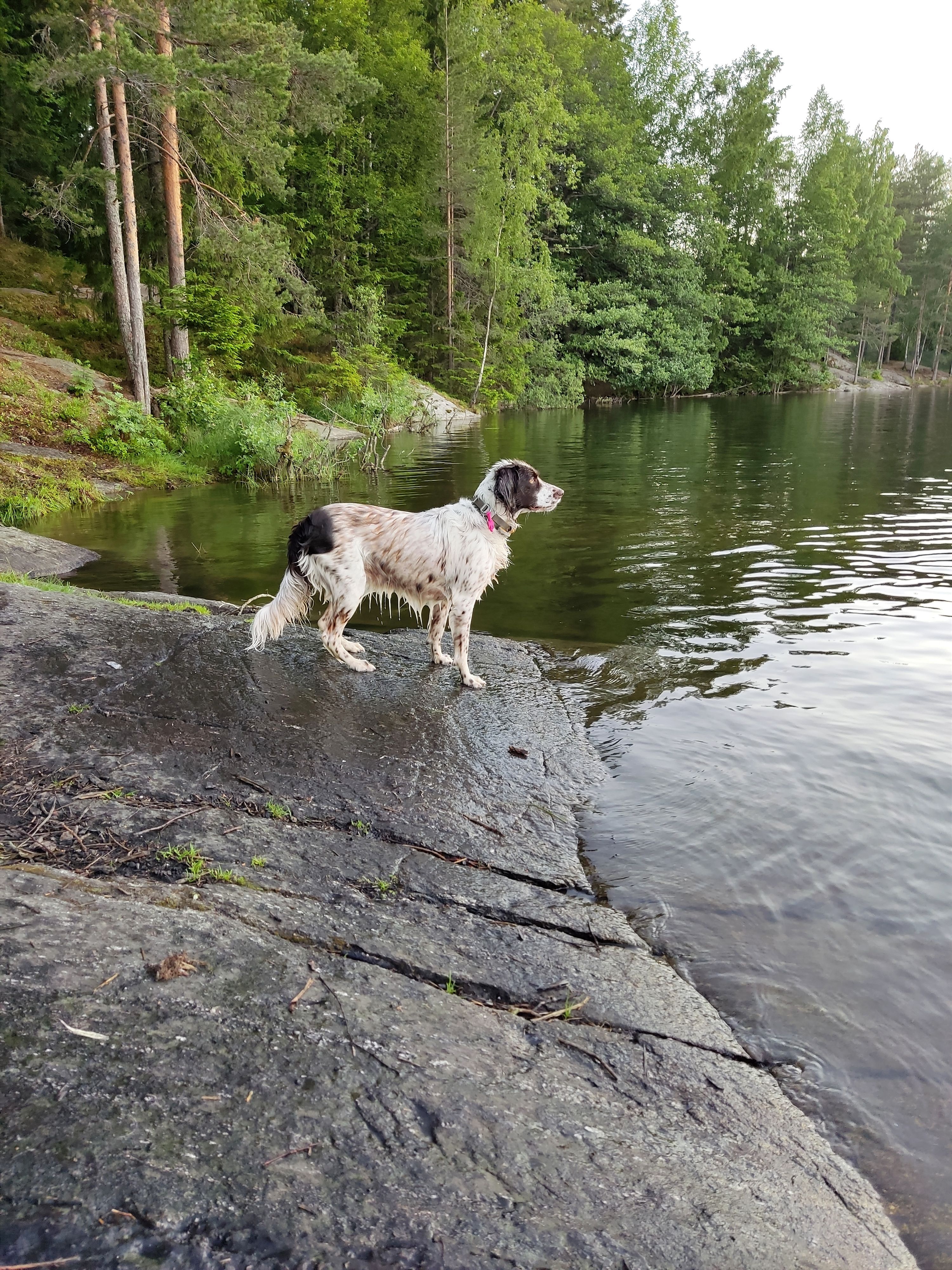 Dog near Body of Water · Free Stock Photo