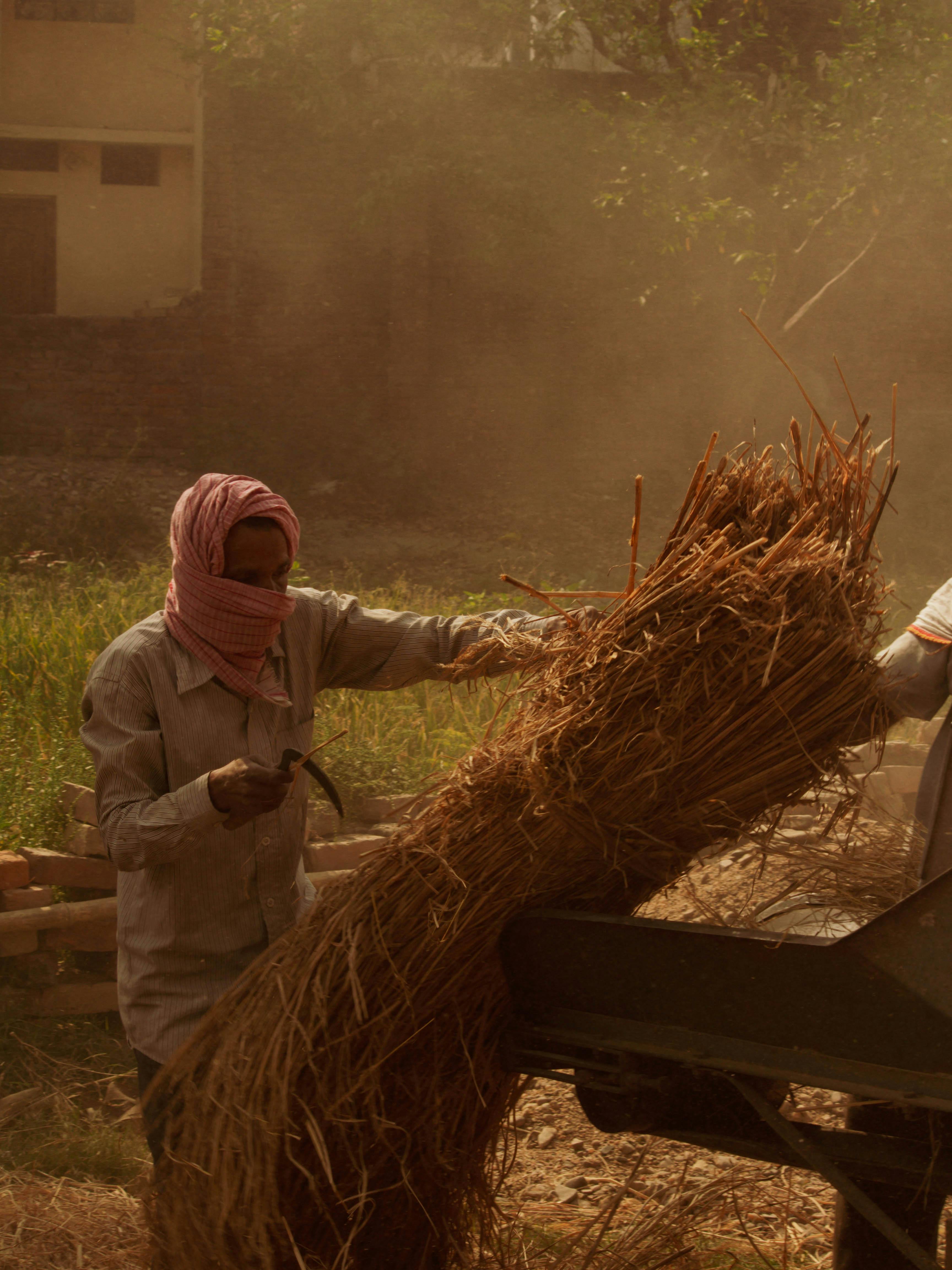 Man Standing on the Corn Field · Free Stock Photo