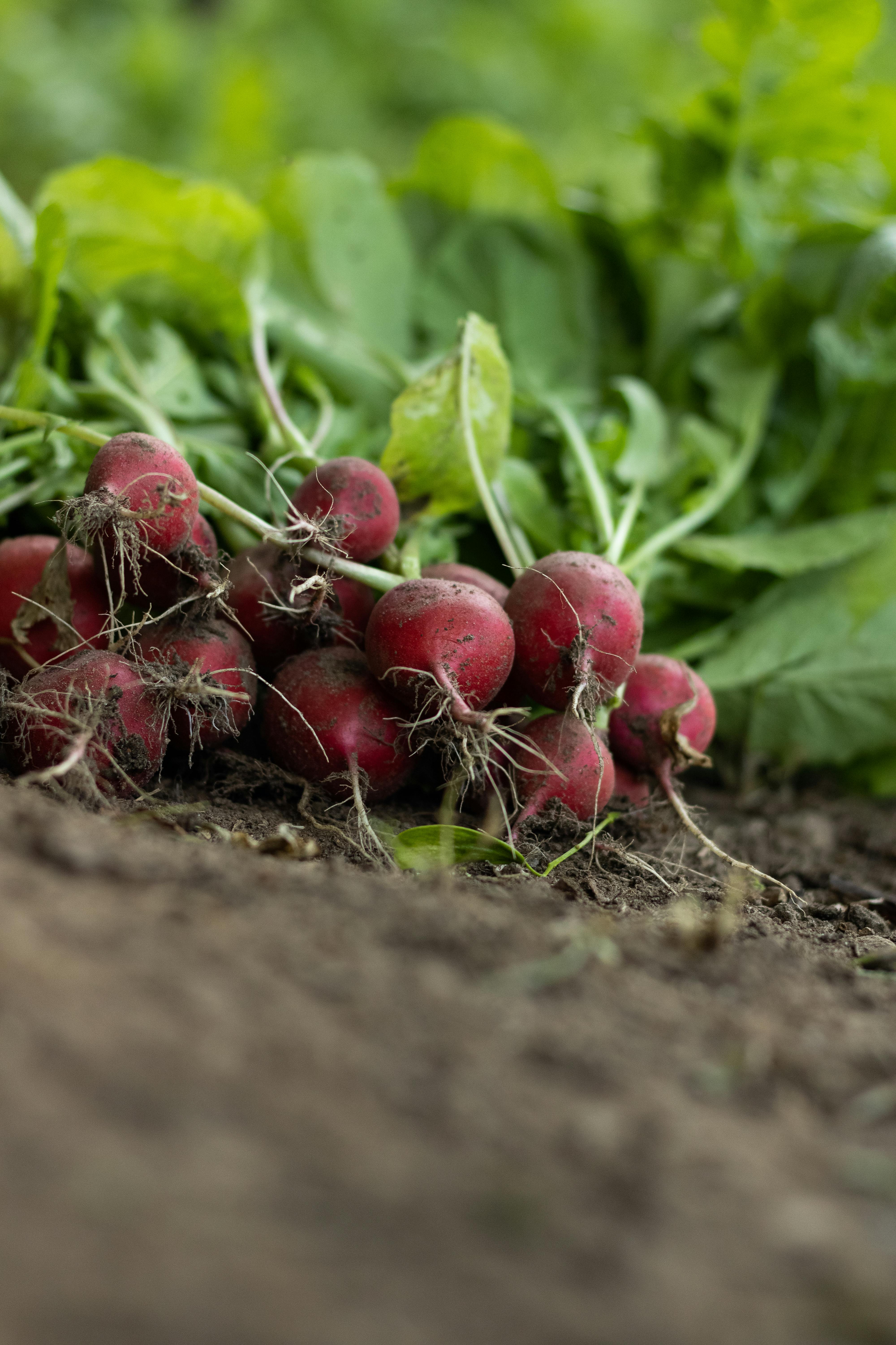 A Close-Up Shot of Newly Harvested Radishes · Free Stock Photo