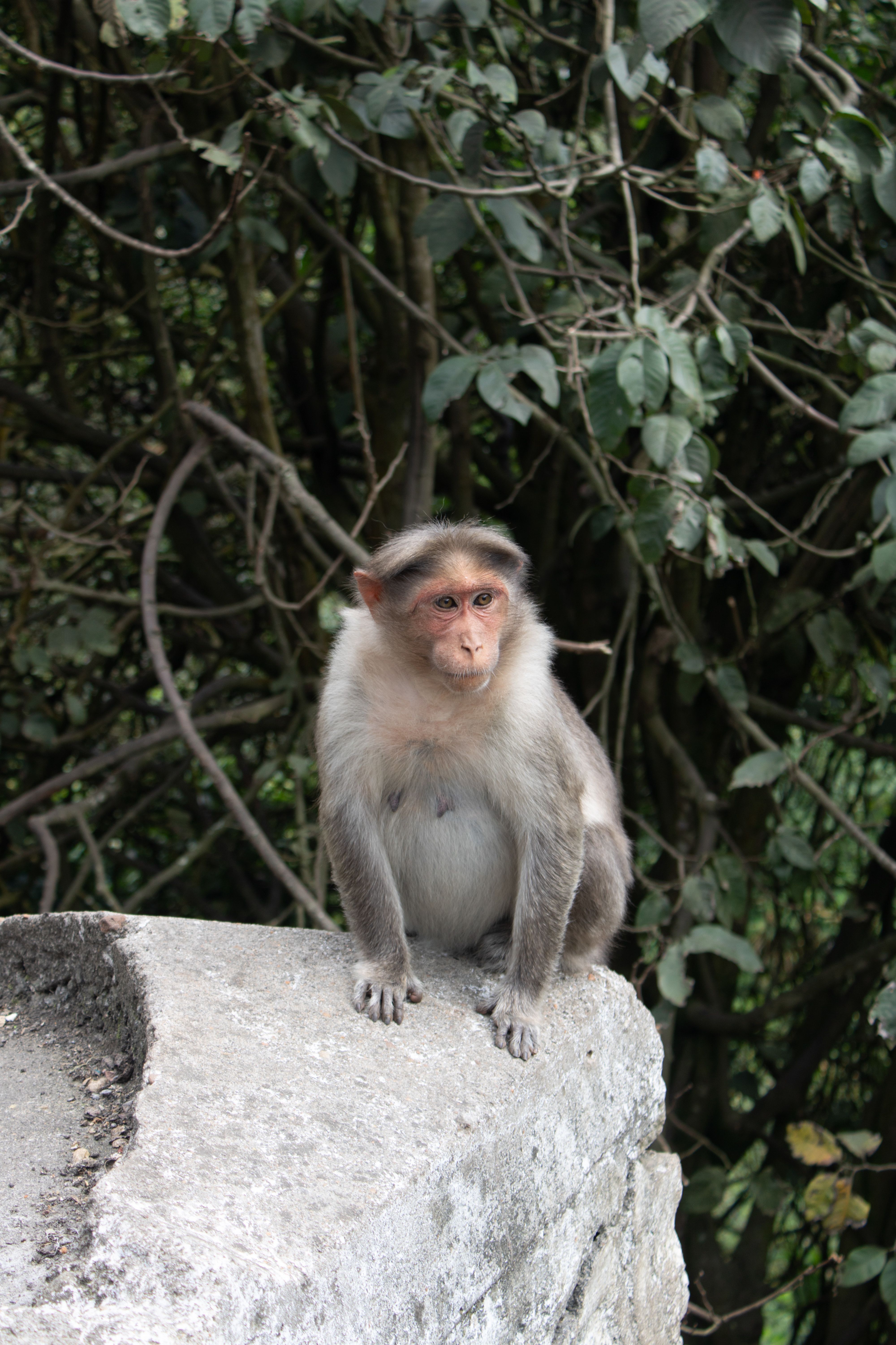 A Monkey Sitting on a Rock on the Edge of a Cliff · Free Stock Photo