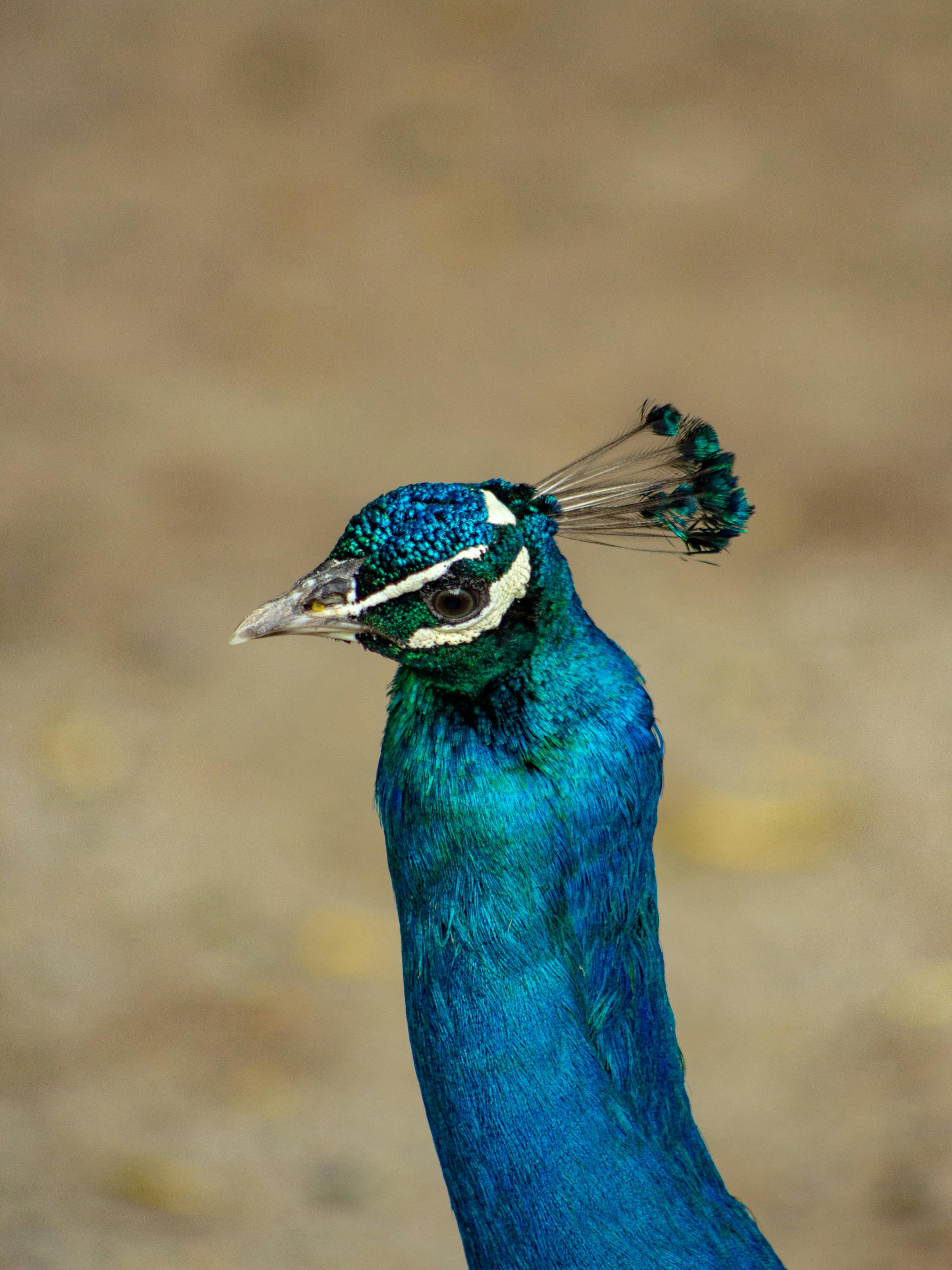 Close-Up Photo Of Peacock · Free Stock Photo
