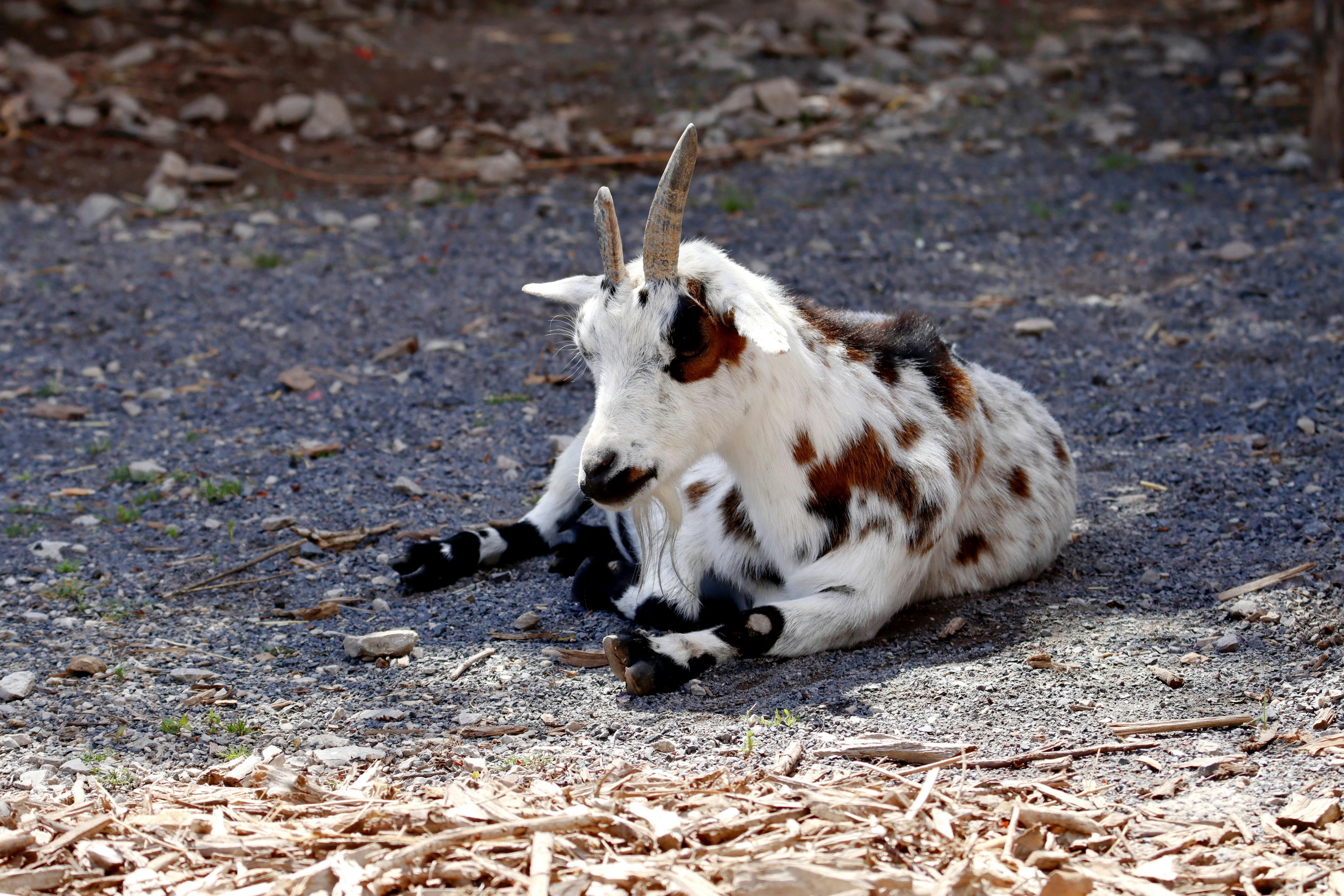 White Goat with Broken Horns · Free Stock Photo