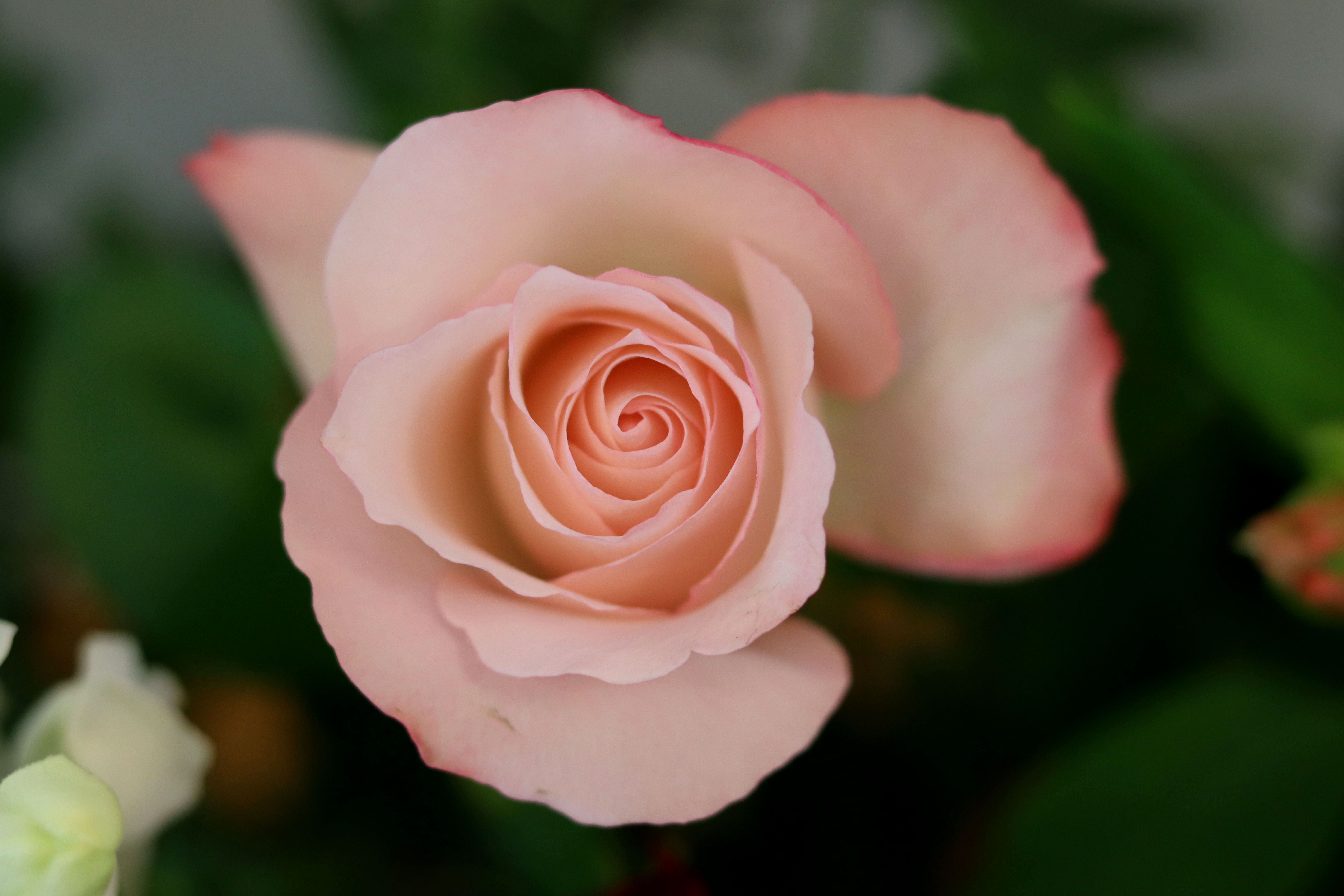 Pink Rose in Close Up Photography · Free Stock Photo