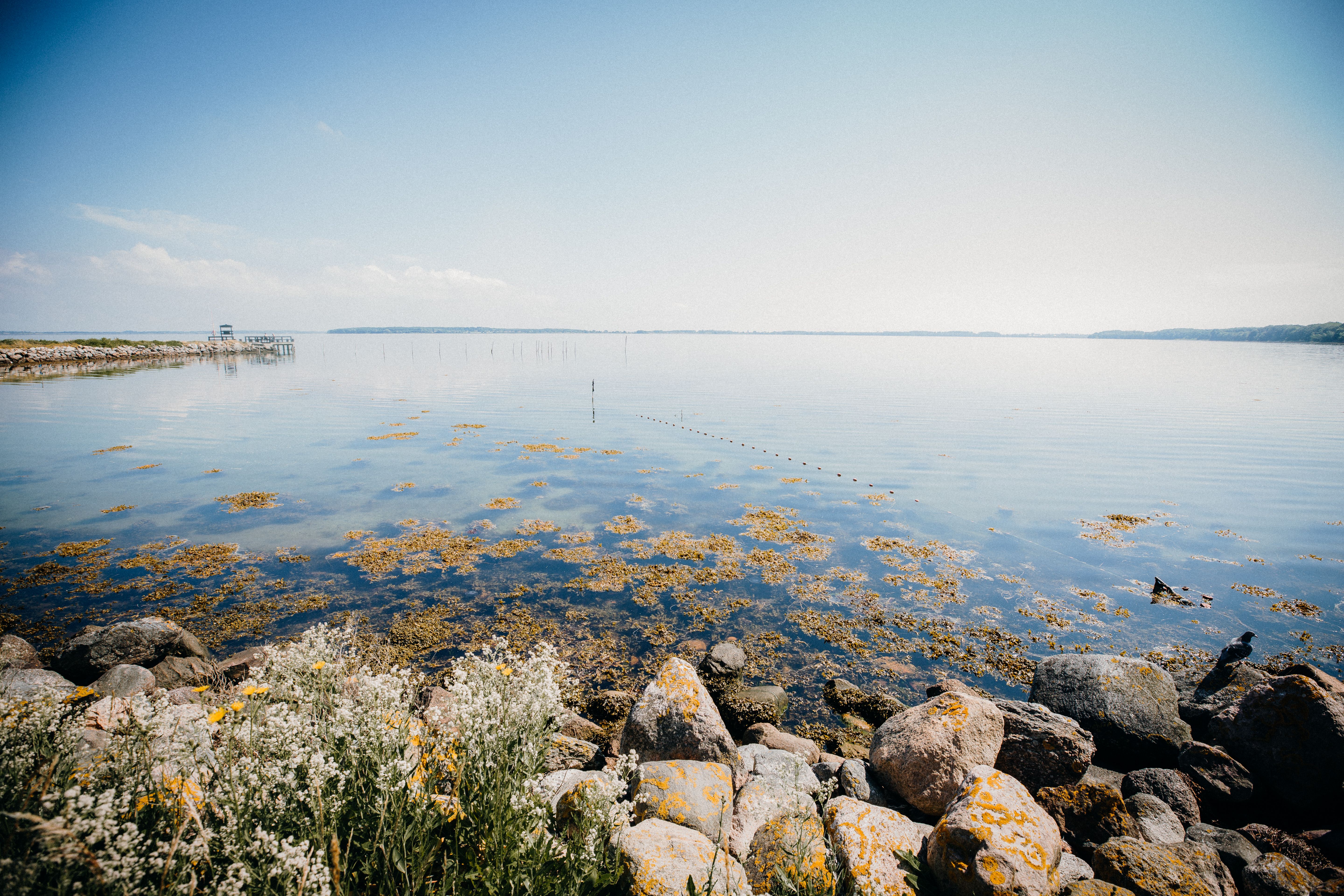 Shore of a Lake and the Horizon · Free Stock Photo