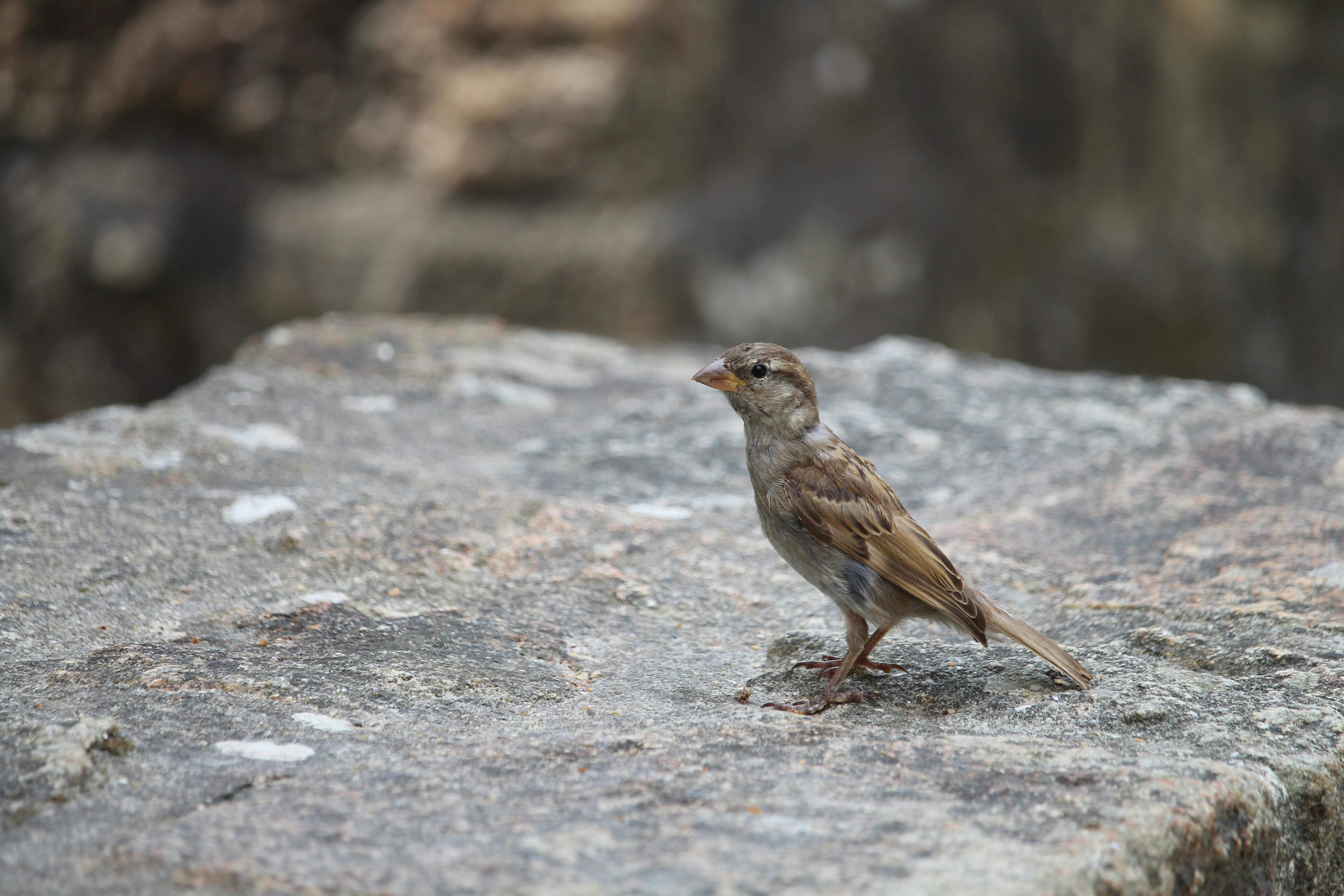 Shallow Focus Photography of Bird Standing on Bird Bath · Free Stock Photo