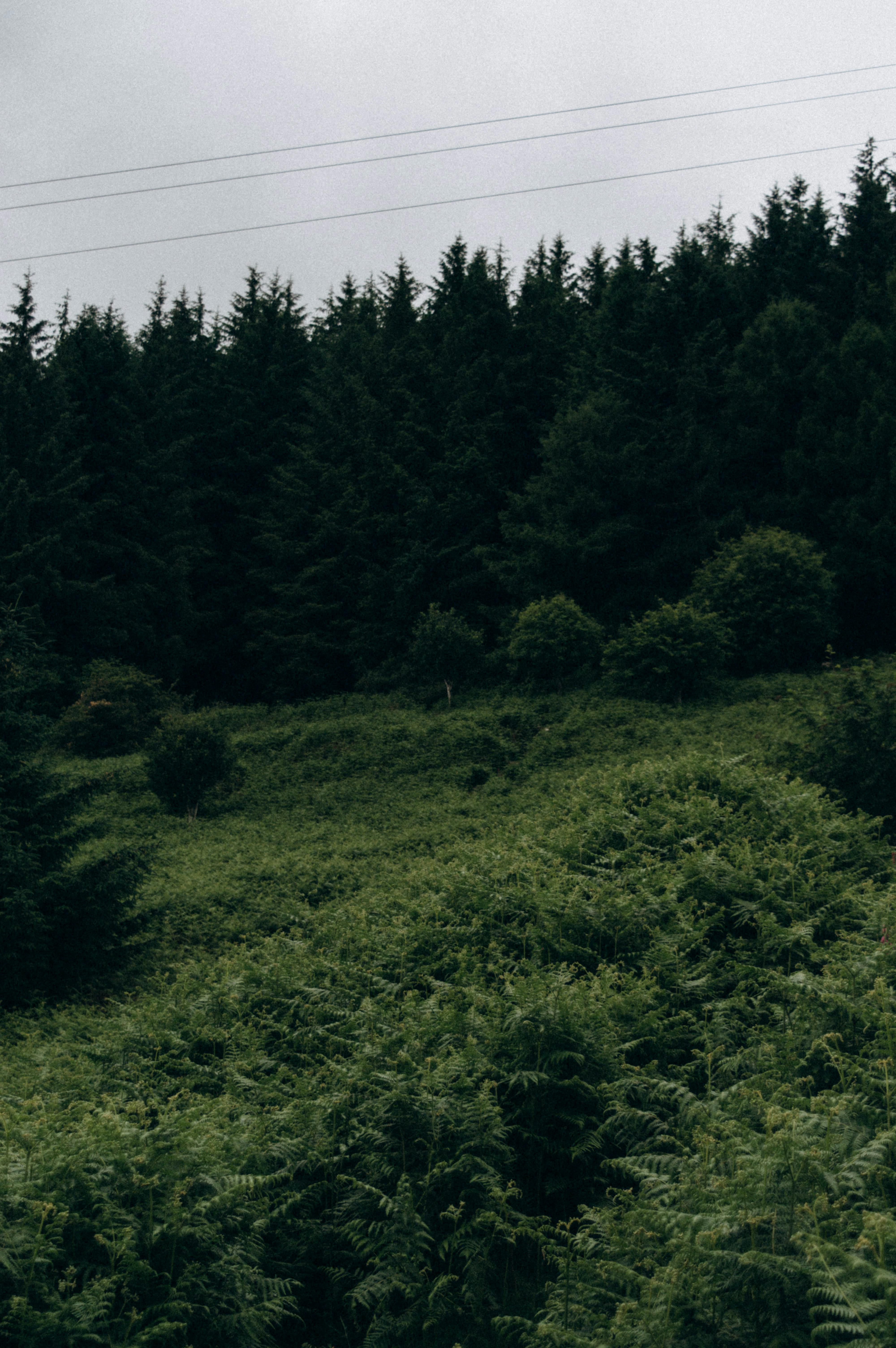 Forest Uphill Photos, Download The BEST Free Forest Uphill Stock Photos ...