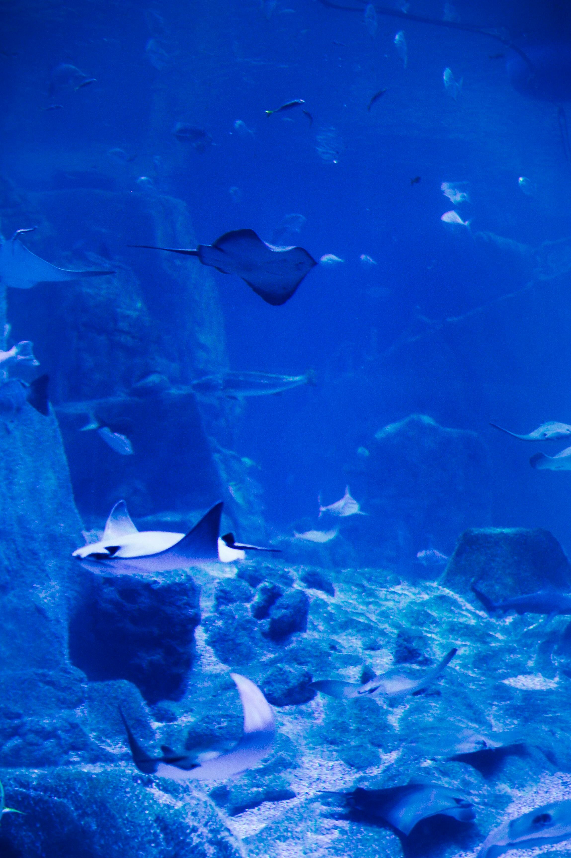 Photo of an Exotic Blue Fish against Black Background · Free Stock Photo