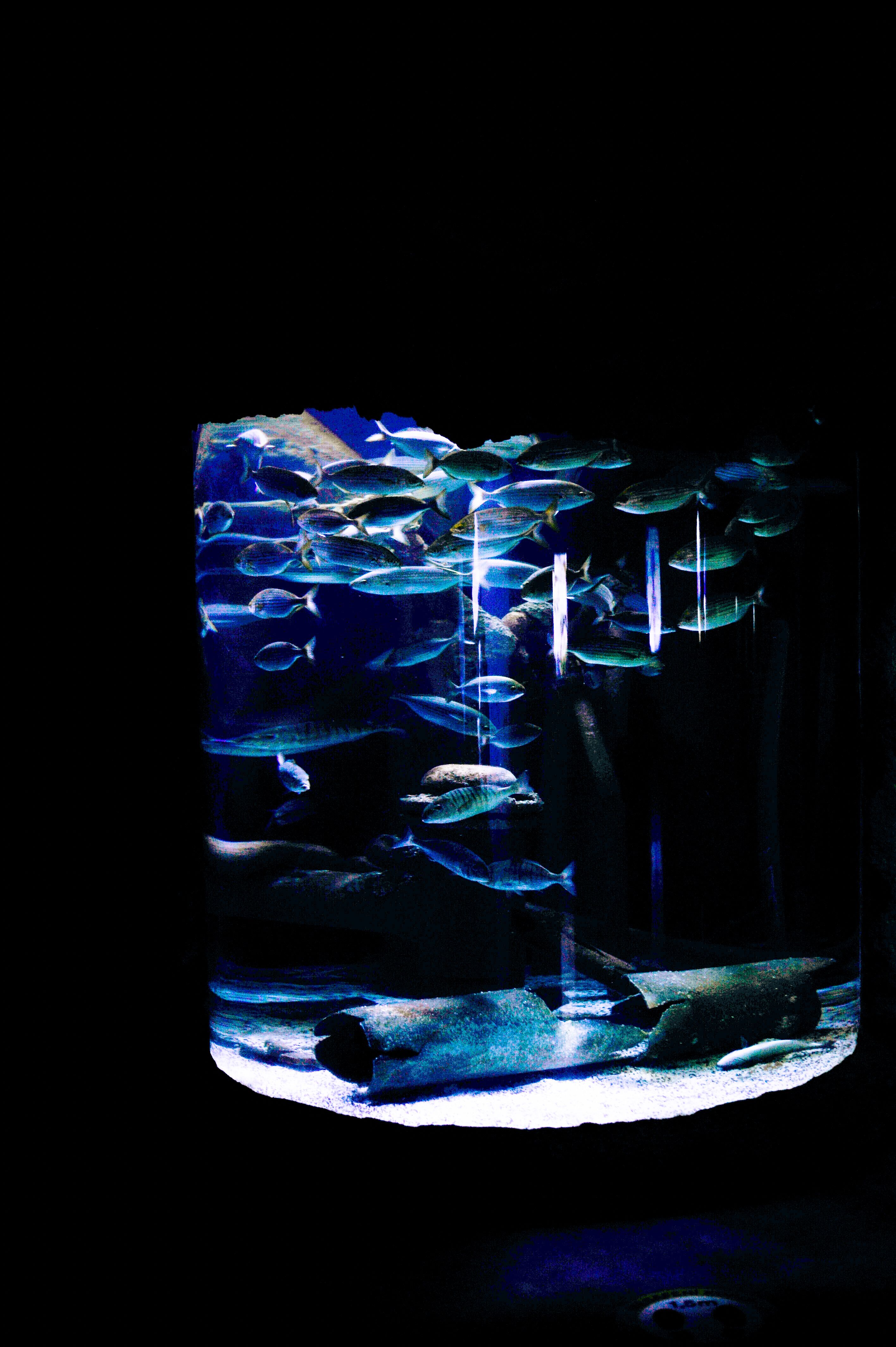 Blue and Black Fish · Free Stock Photo