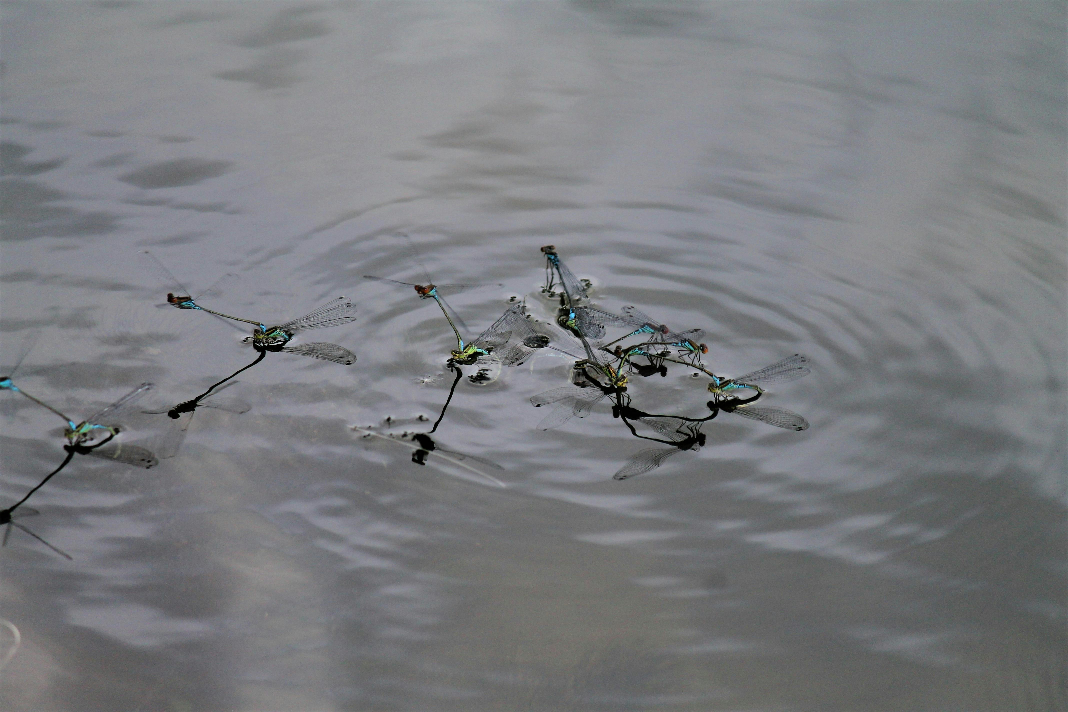 Dragonflies Flying Over Body of Water · Free Stock Photo
