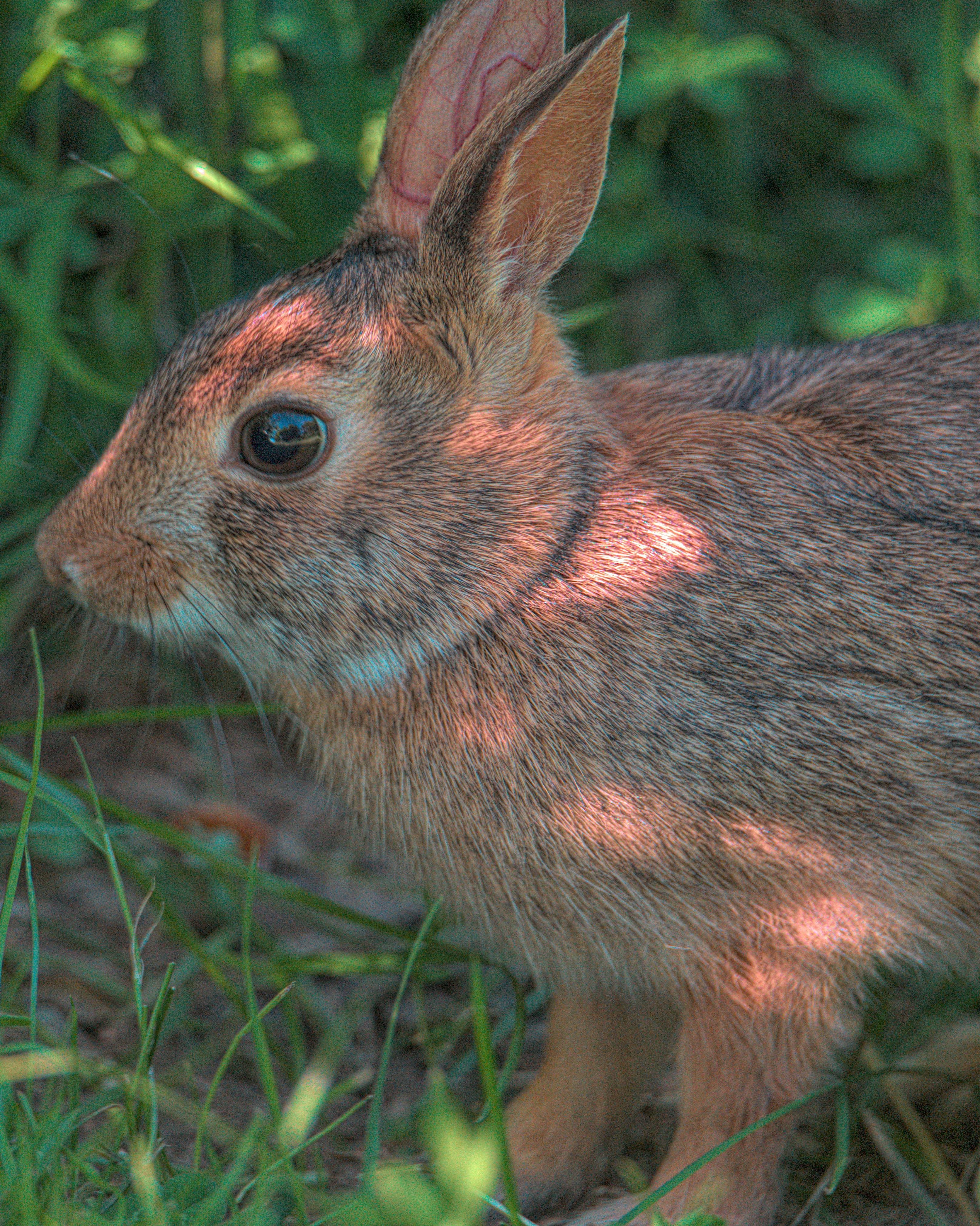Close-Up Photo of an Eastern Cottontail Rabbit · Free Stock Photo